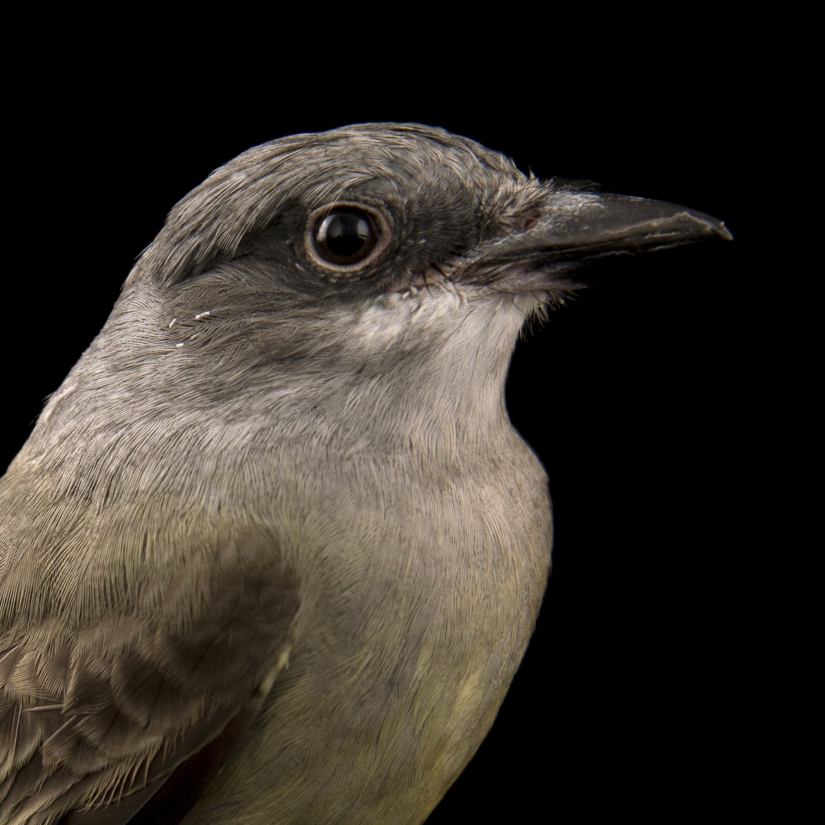 Cassin's Kingbird | National Geographic
