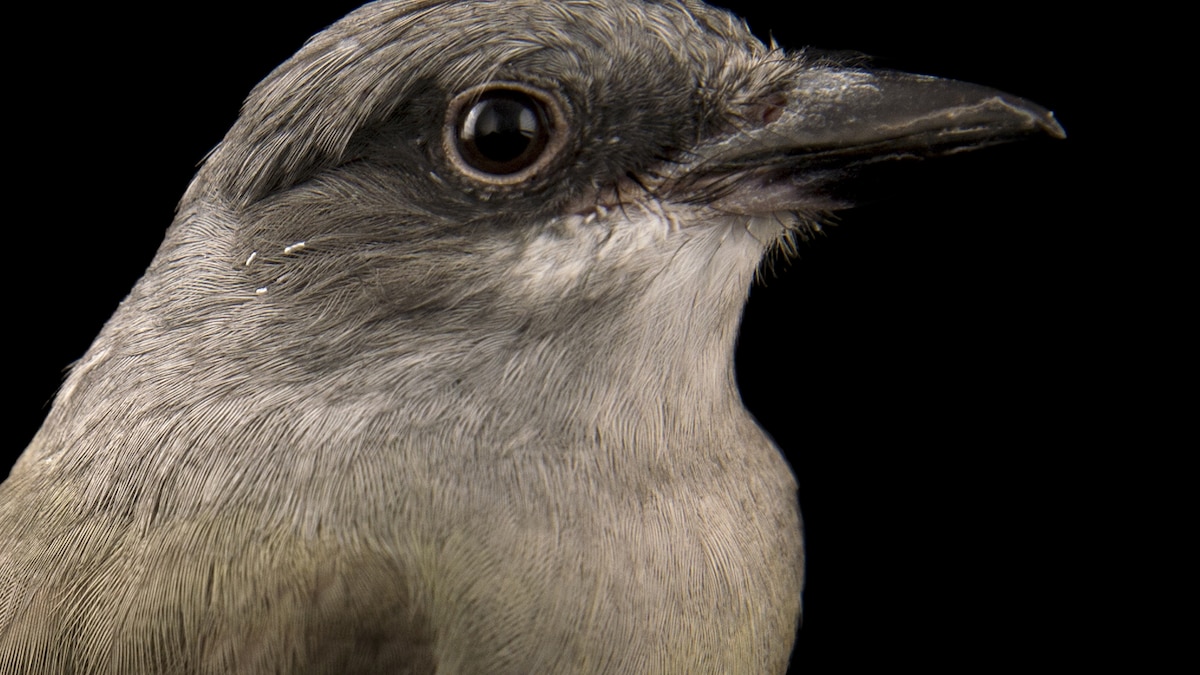 Cassin's Kingbird | National Geographic | National Geographic