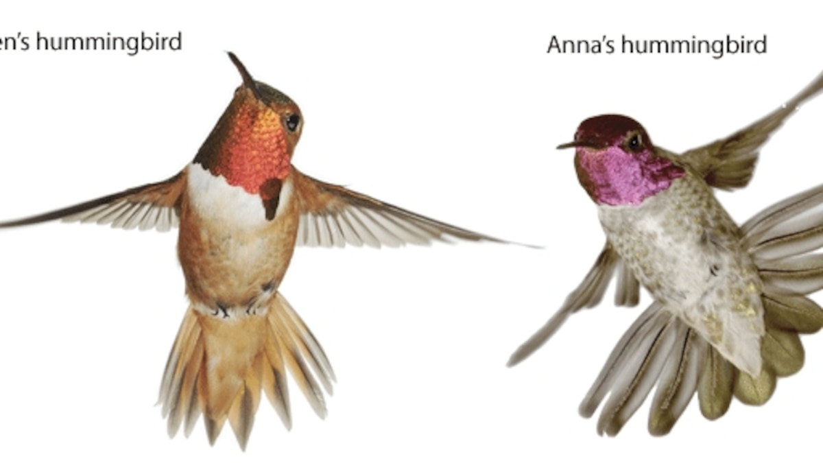 Hummingbirds dive to sing with their tails | National Geographic