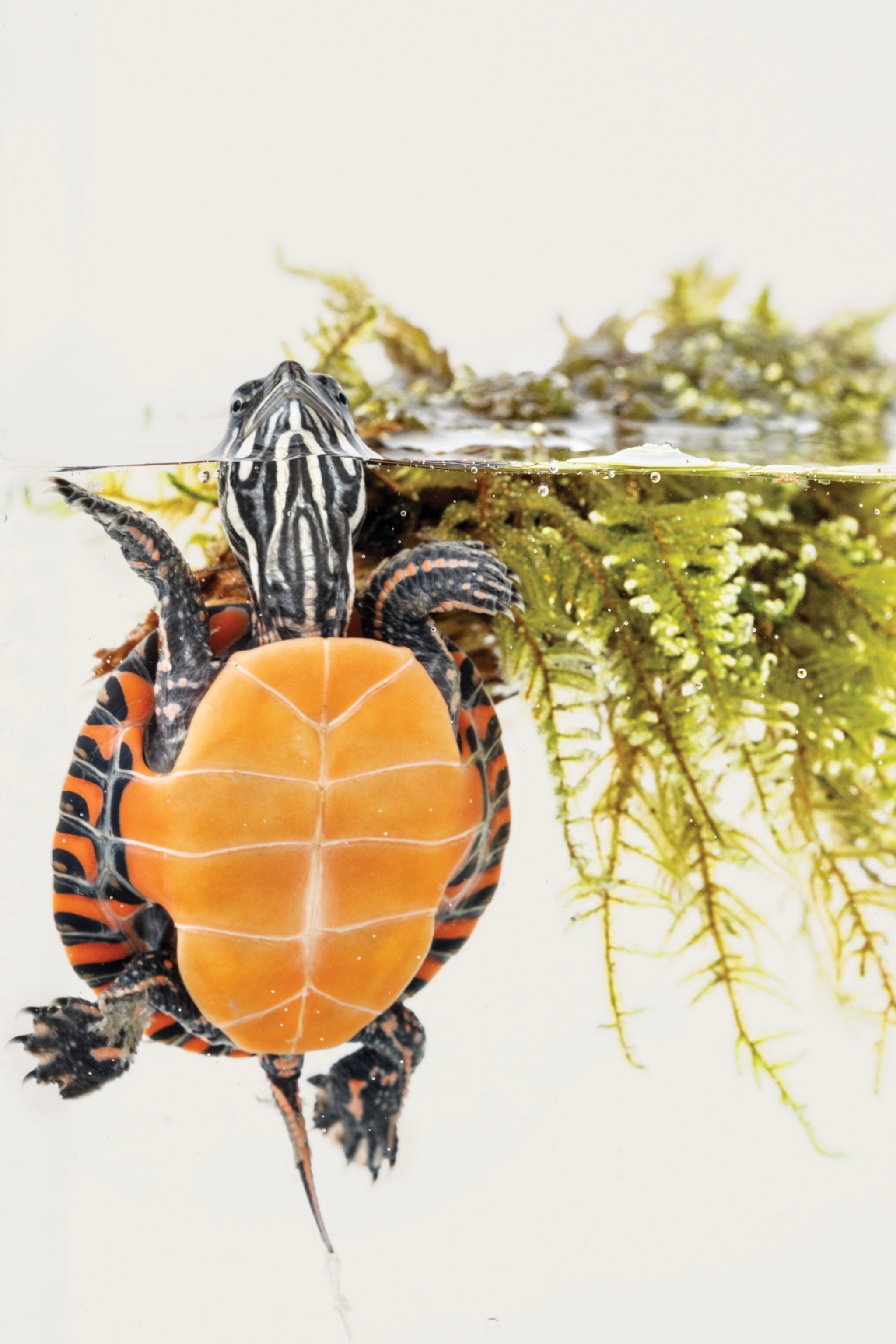 What lurks beneath the surface of these forest pools? More than you can ...