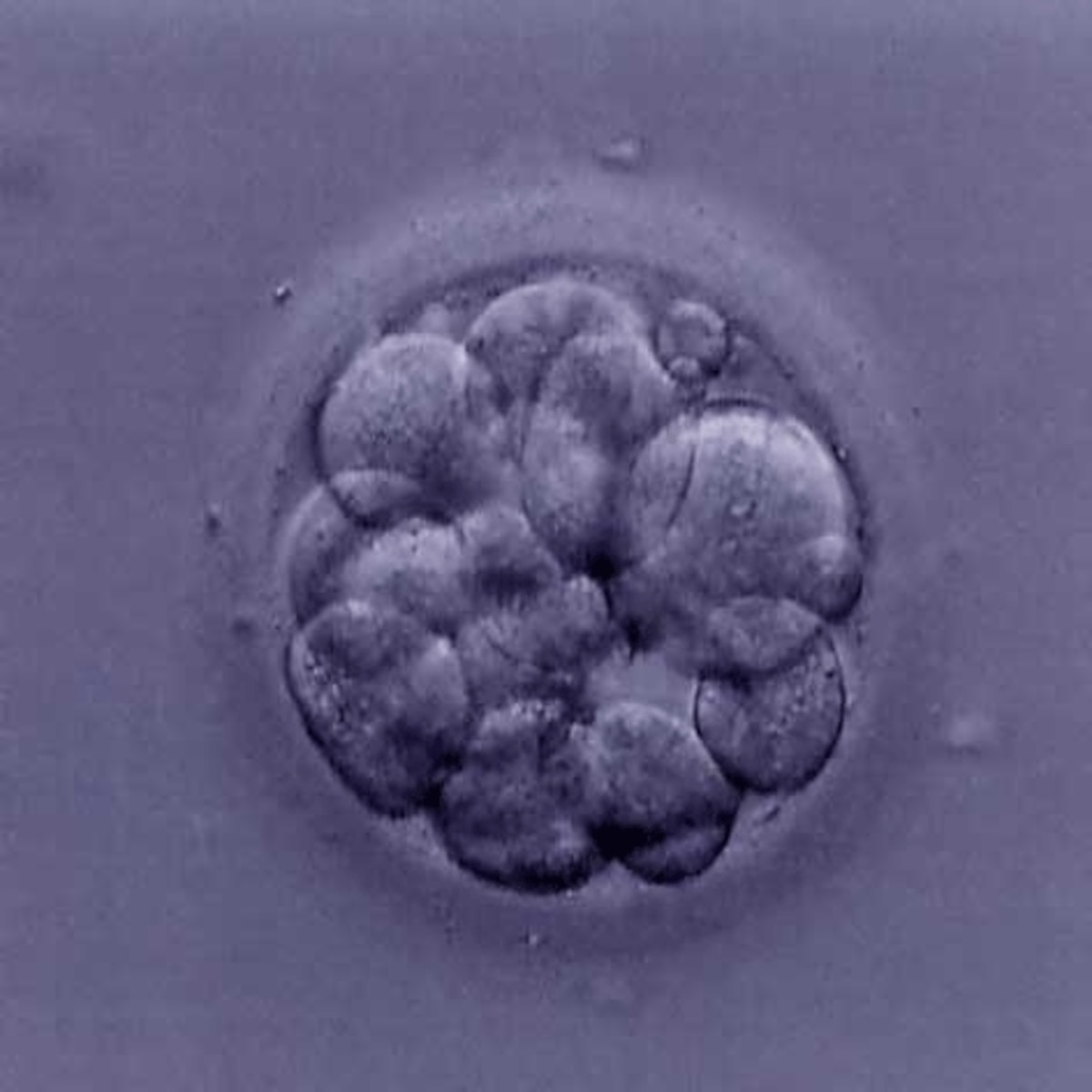 The Morula Solution?