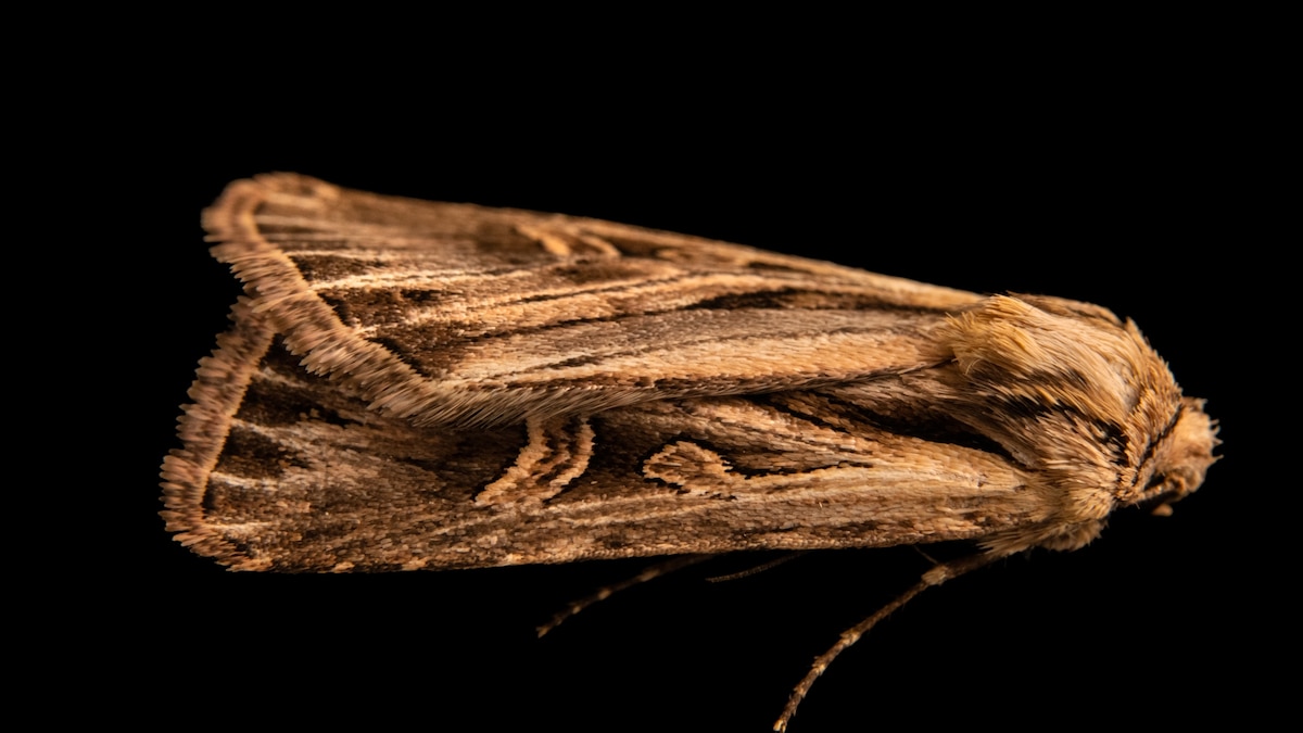 More than 130 years after its discovery, this moth was finally ...