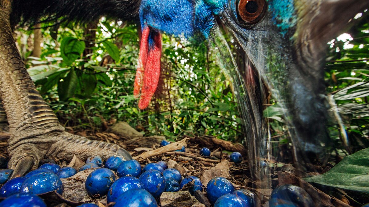 Which Animals Have the Longest Claws? | National Geographic