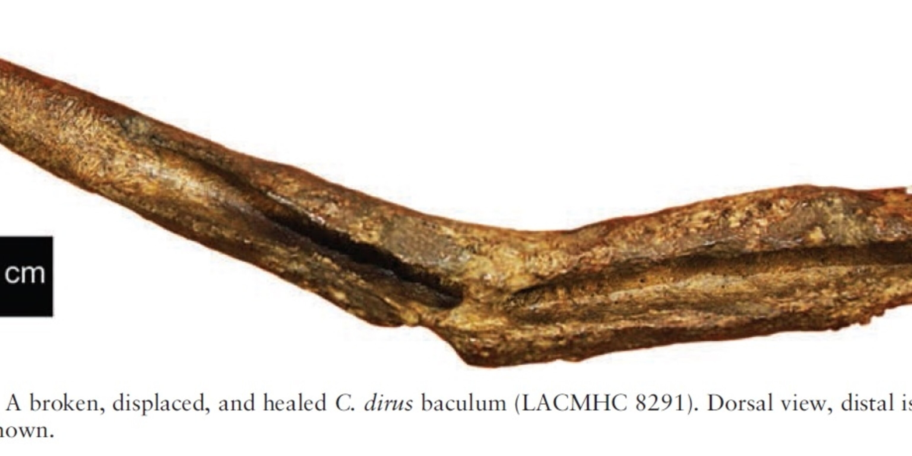 Broken Baculum a Sign of Painful Ice Age Injury