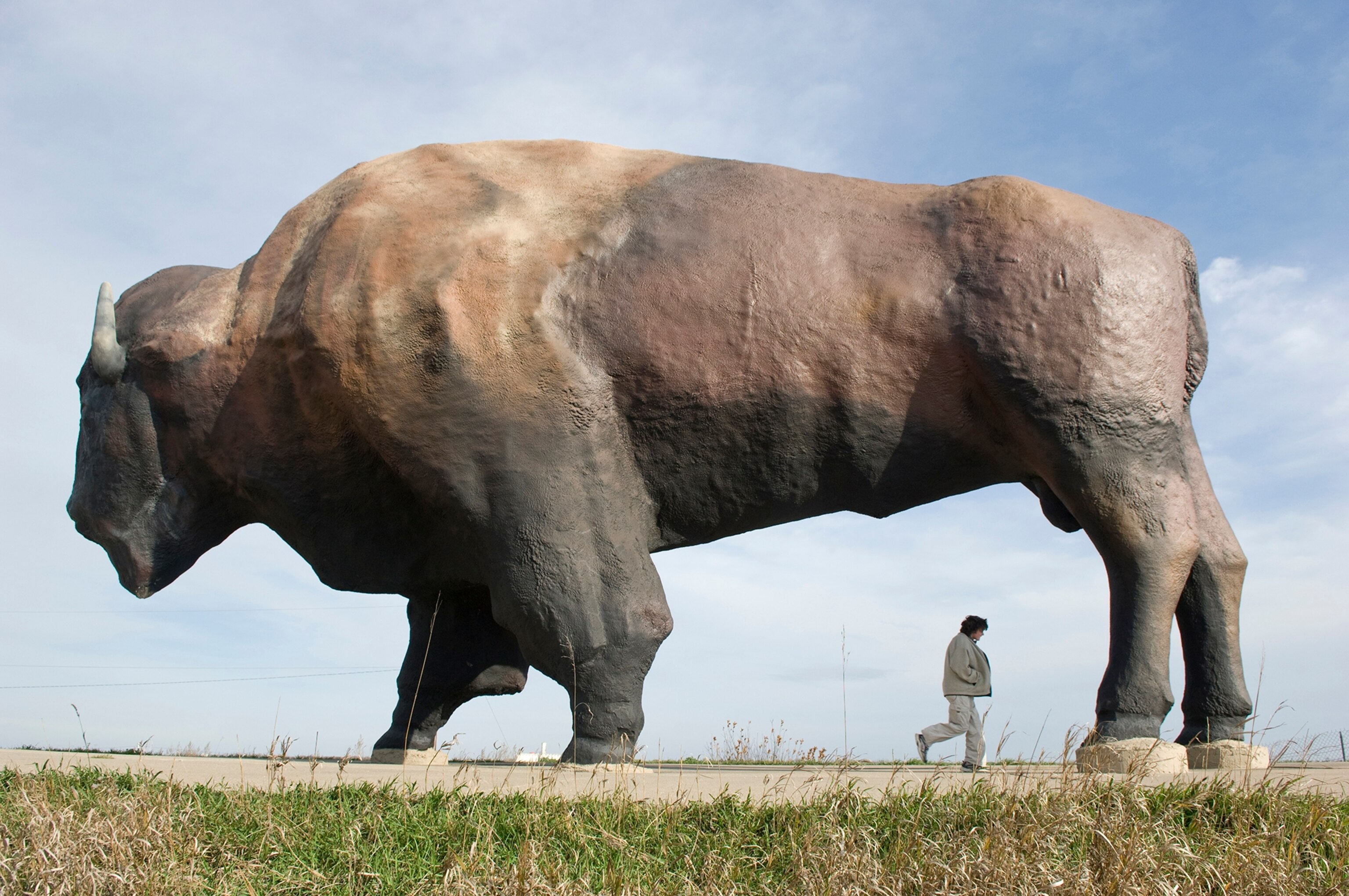 American Symbol: National Geographic's Best Bison Pictures | National ...