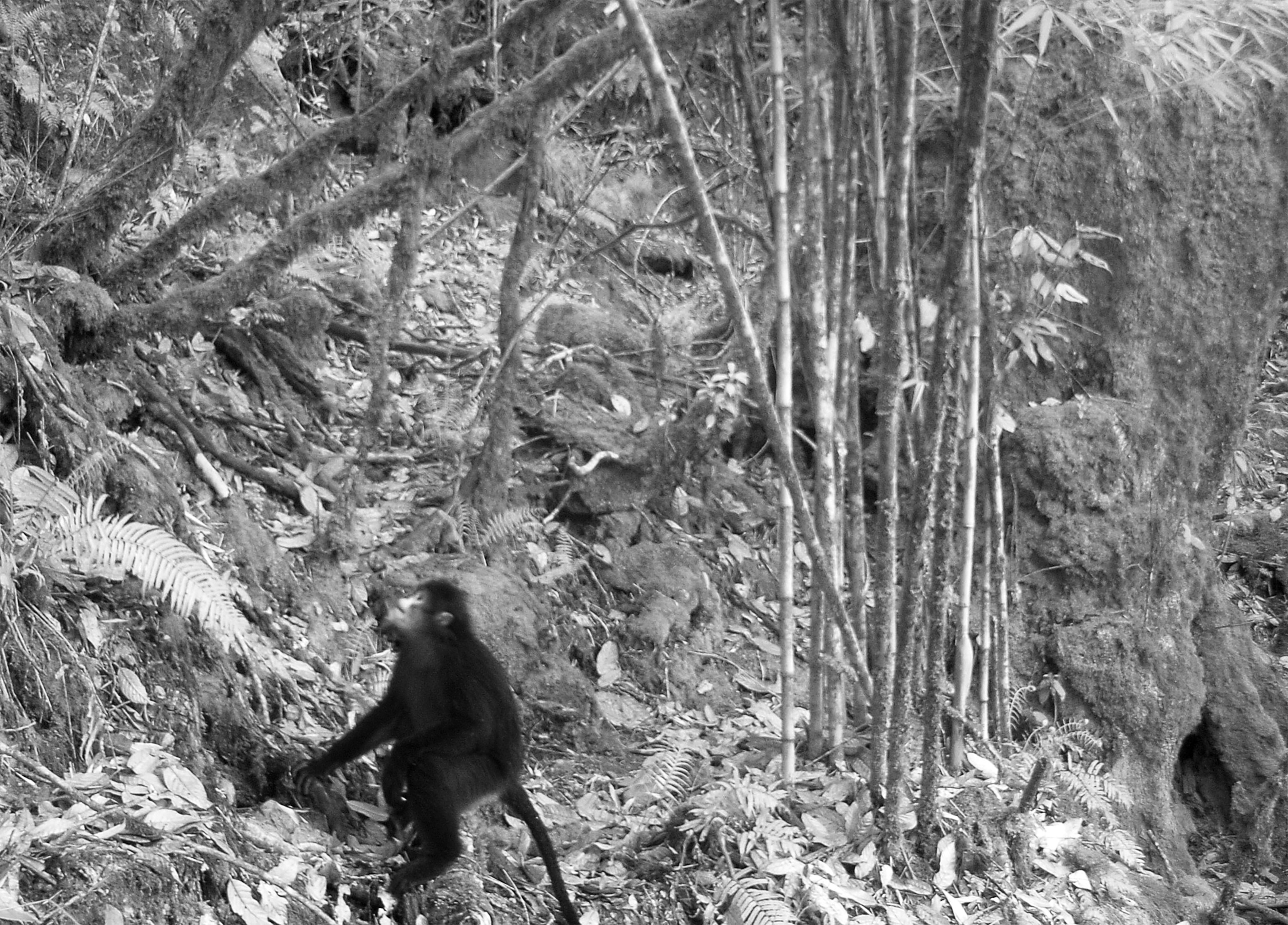 First Pictures: Live Snub-Nosed Monkeys Caught on Camera | National ...