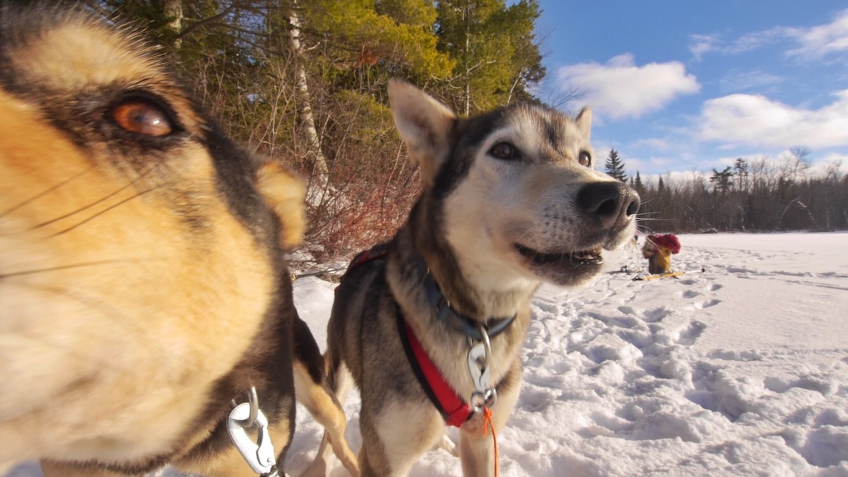A Year in the Wilderness: The Sled Dogs Arrive – Week 13, Post #7 ...