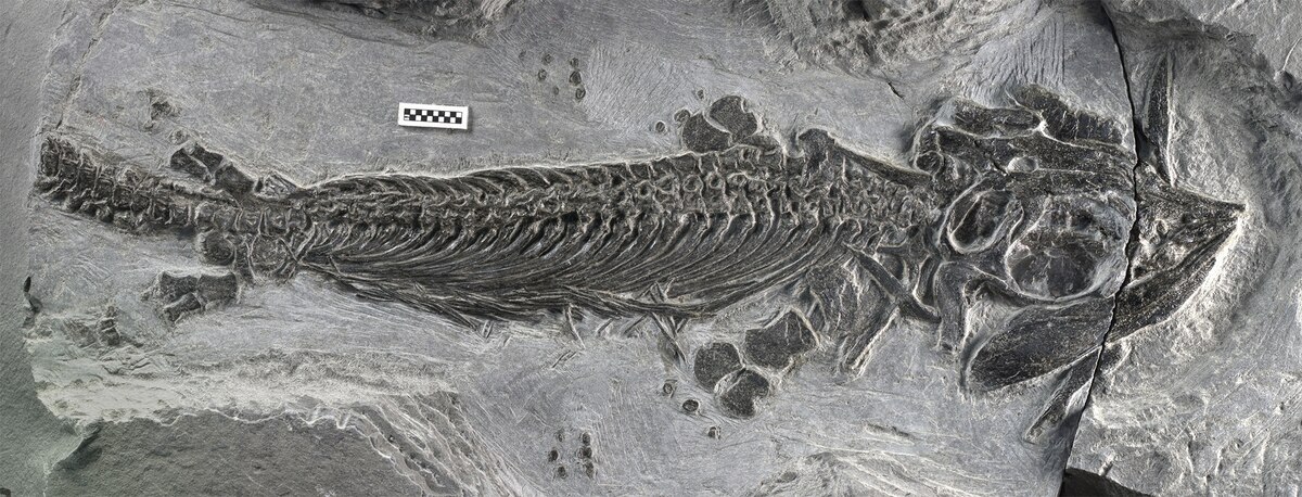 First Amphibious "Sea Monster" Found; Fills Evolutionary Gap