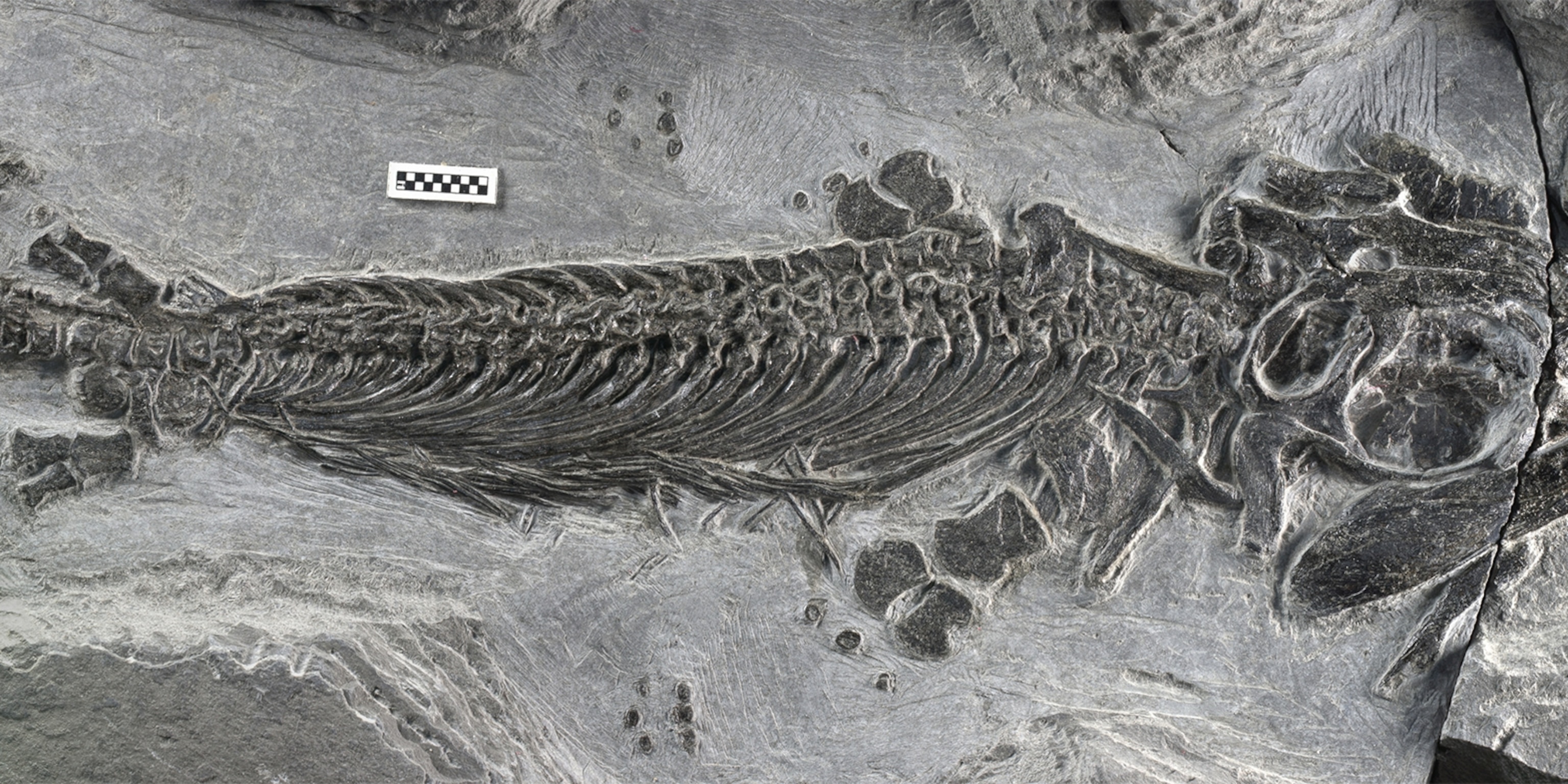 First Amphibious "Sea Monster" Found; Fills Evolutionary Gap