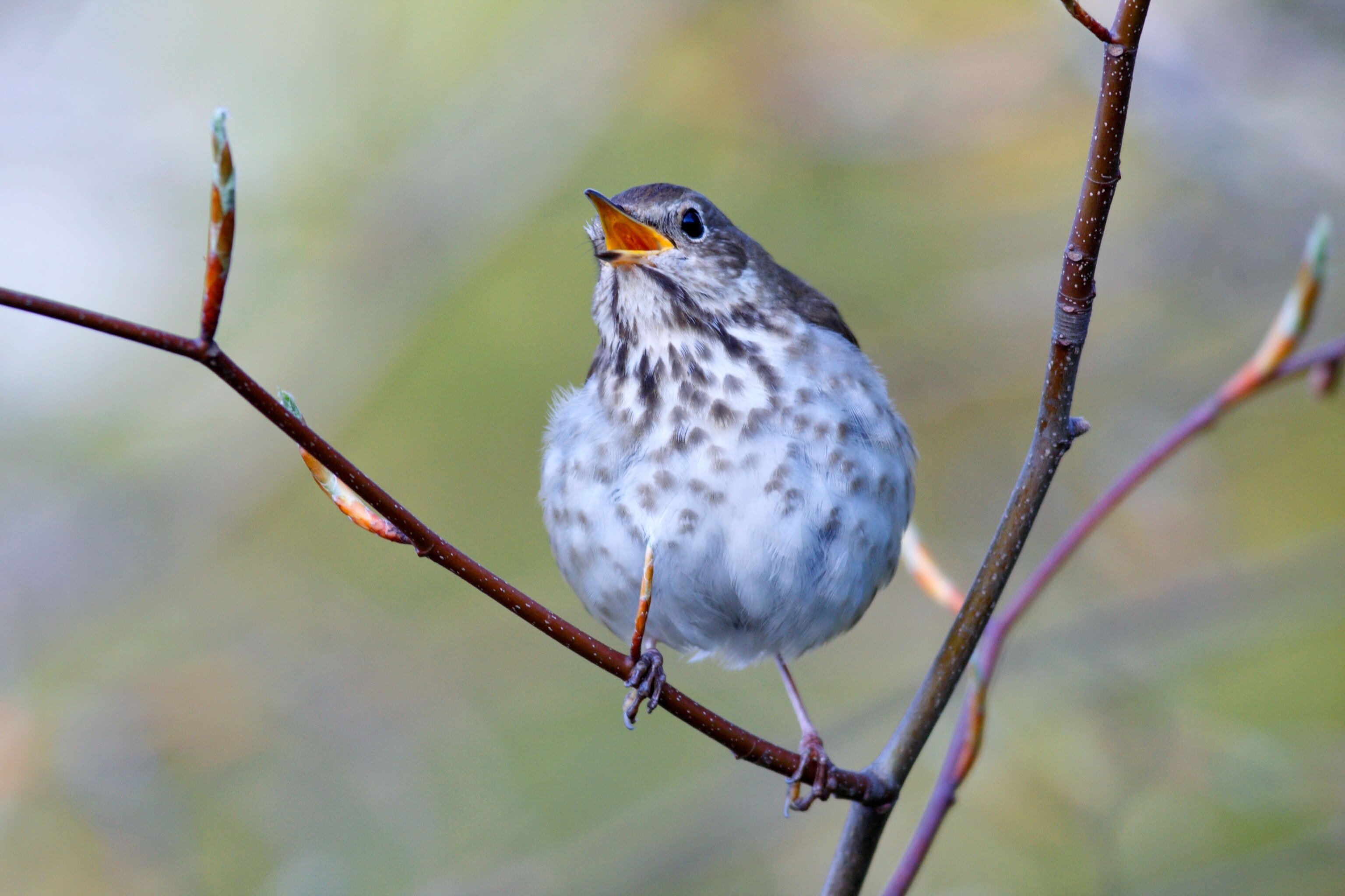 Why Do Small Birds Have Sweeter Songs?