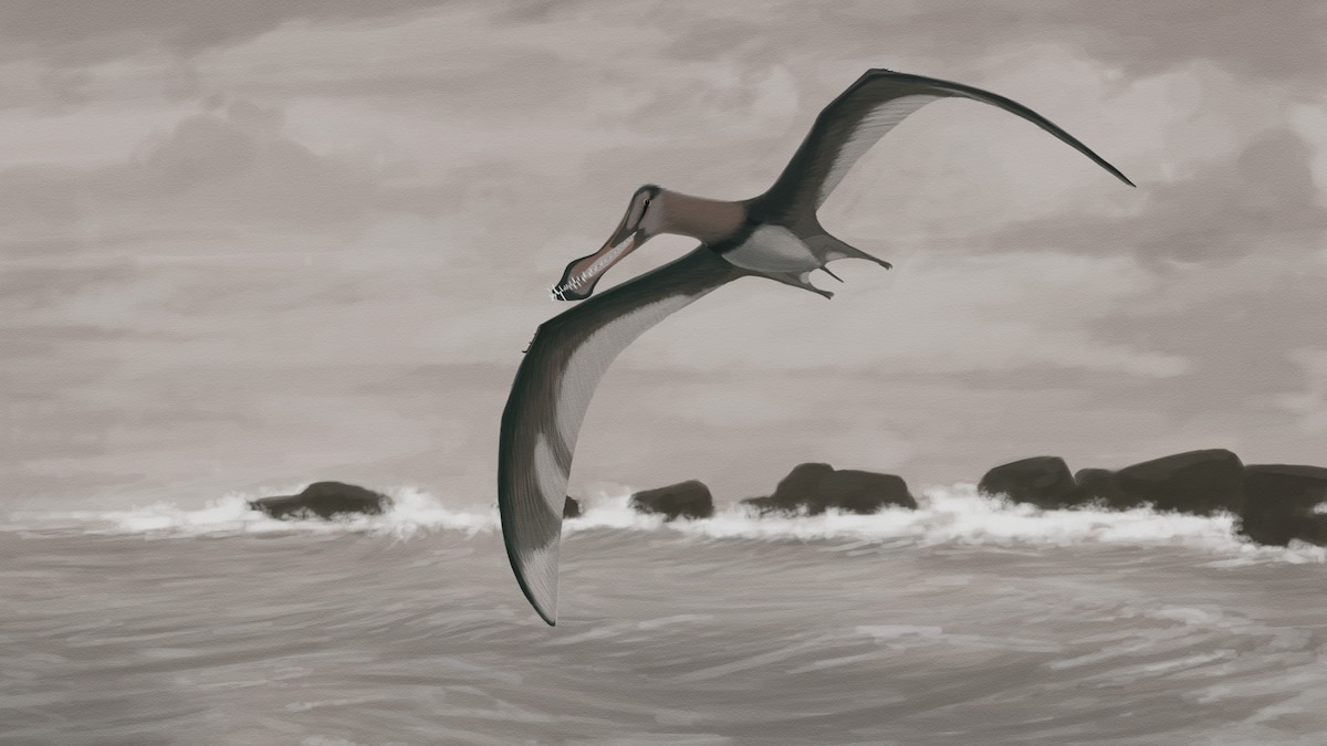 Sciencespeak: Pteroid | National Geographic