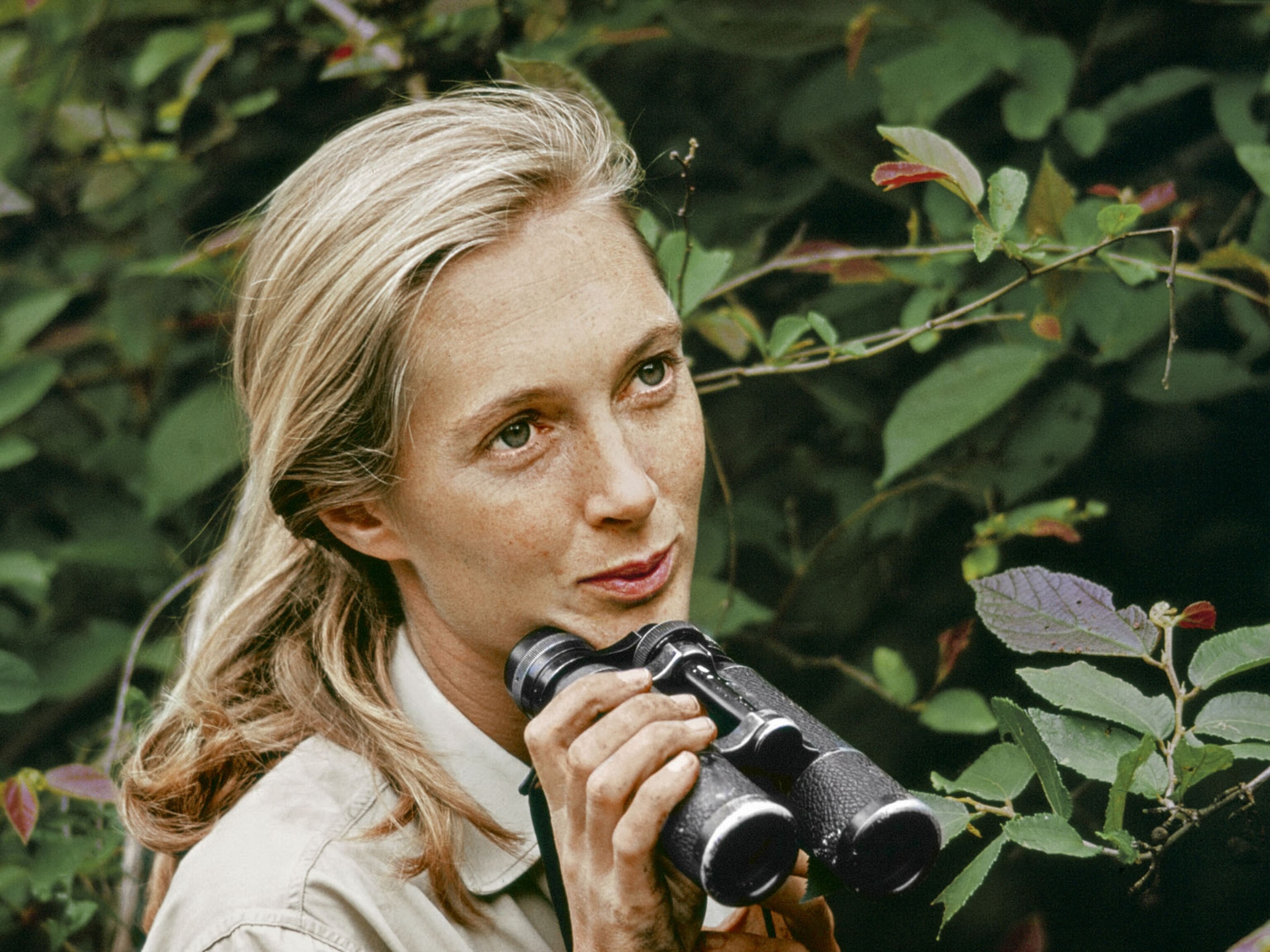 Vintage Photos Taken by Jane Goodall’s Emmy-Winning Partner Hugo van Lawick