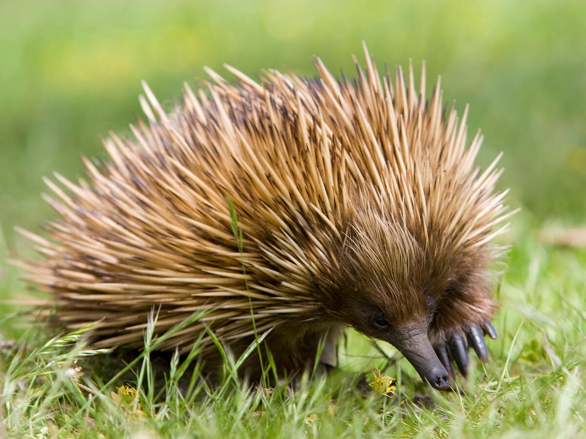 South Australia's Adventures of a Lifetime: Spot Elusive Wildlife ...