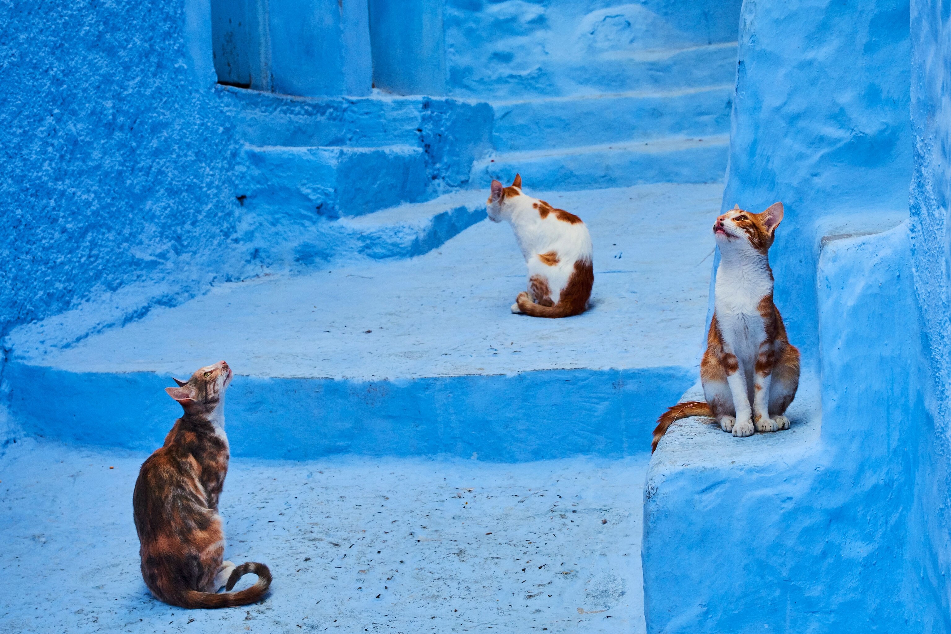 Photos of street cats around the world