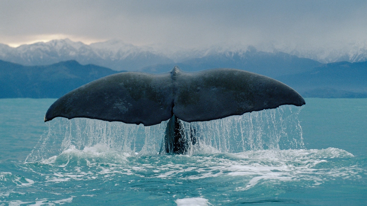 Whale Fossils Reveal Bizarre Evolution, Amazing Adaptations | National ...