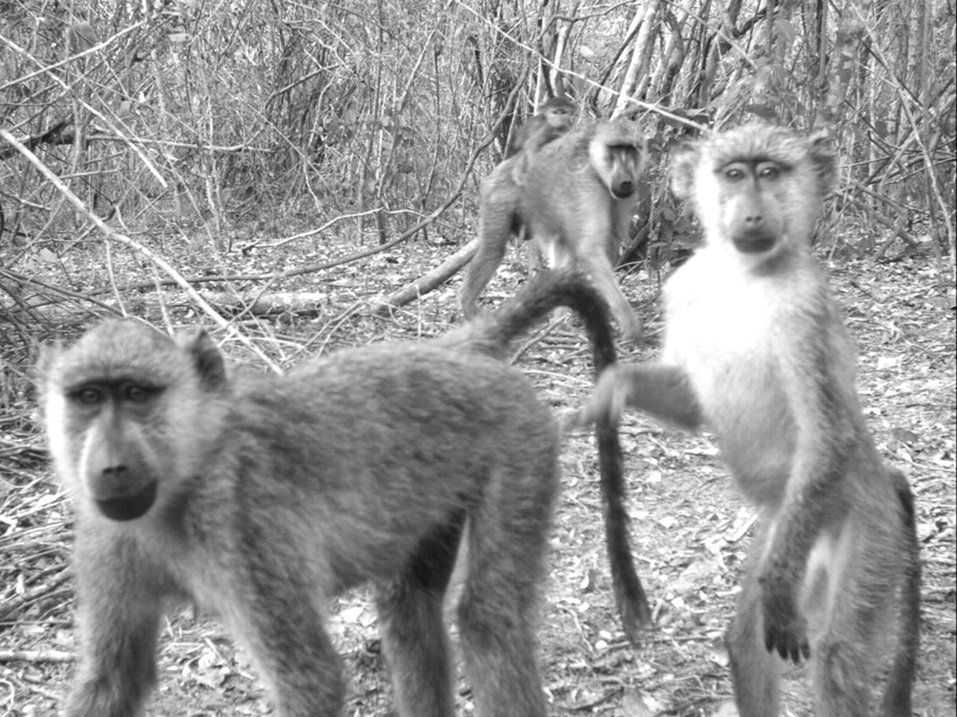 Pictures: Rare Antelope, Big Cats Caught by Camera Trap | National ...