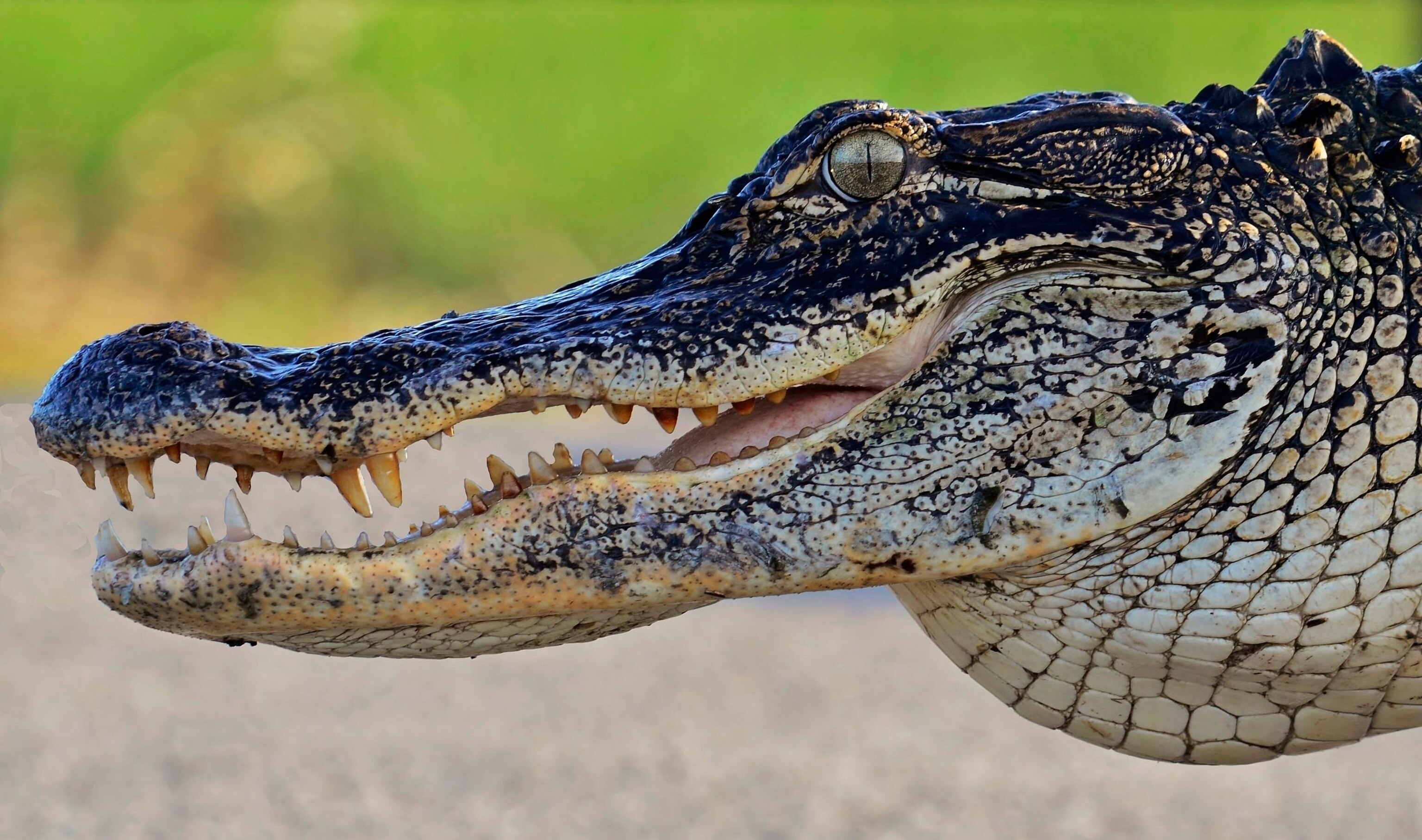Alligators Can Turn Armor Into Eggshell