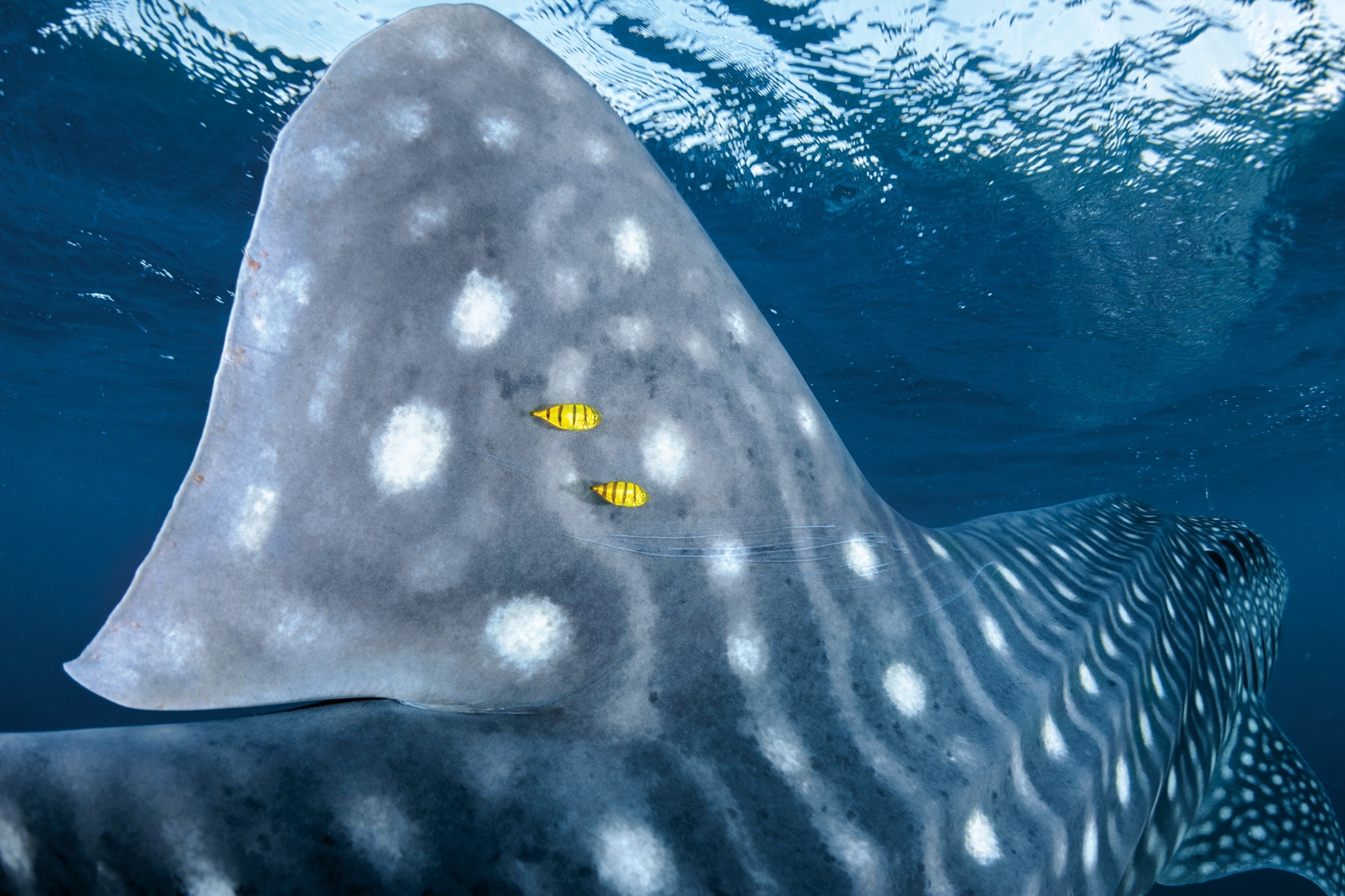 Scared of sharks? This photographer aims to turn shark fear into ...