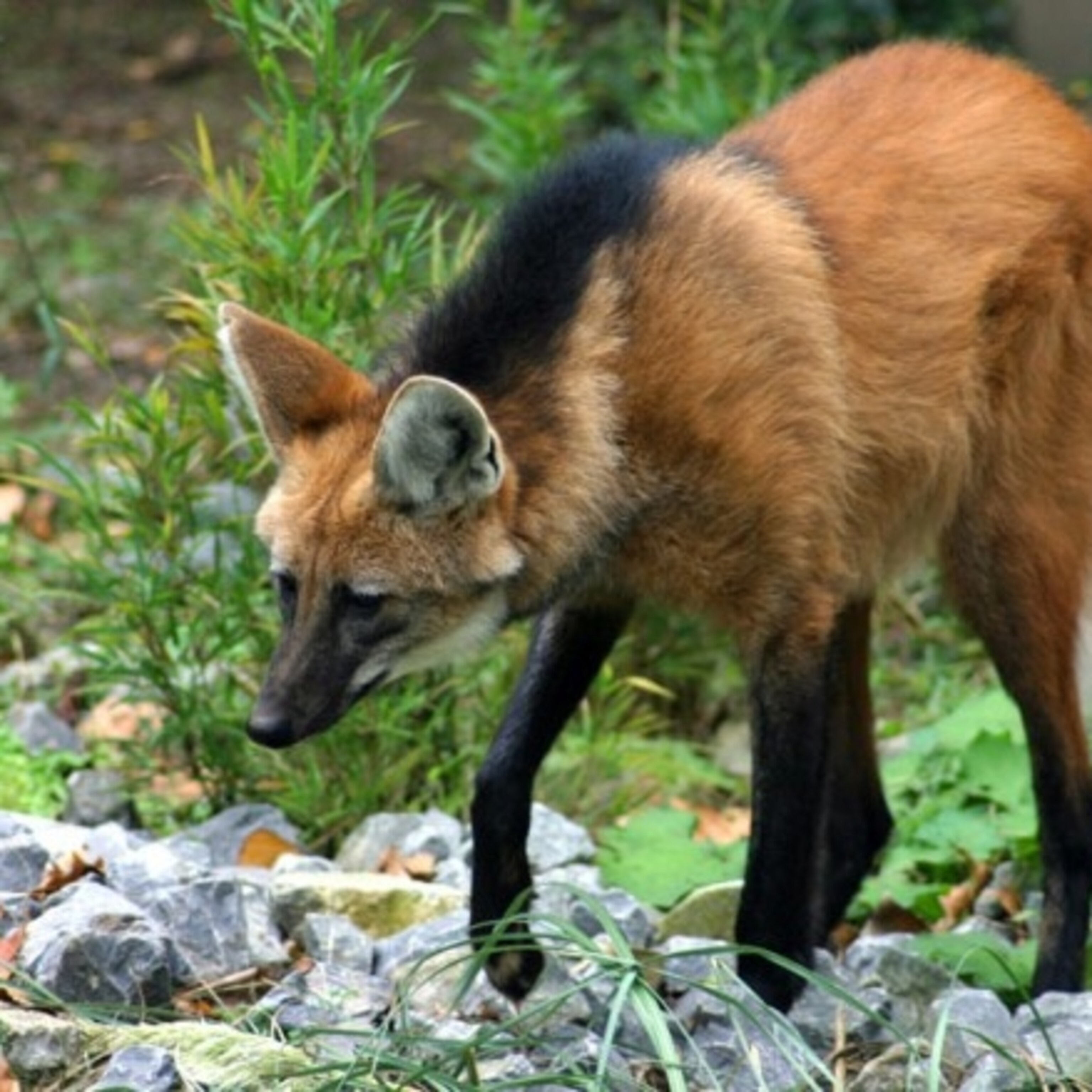 Maned Wolf With Human