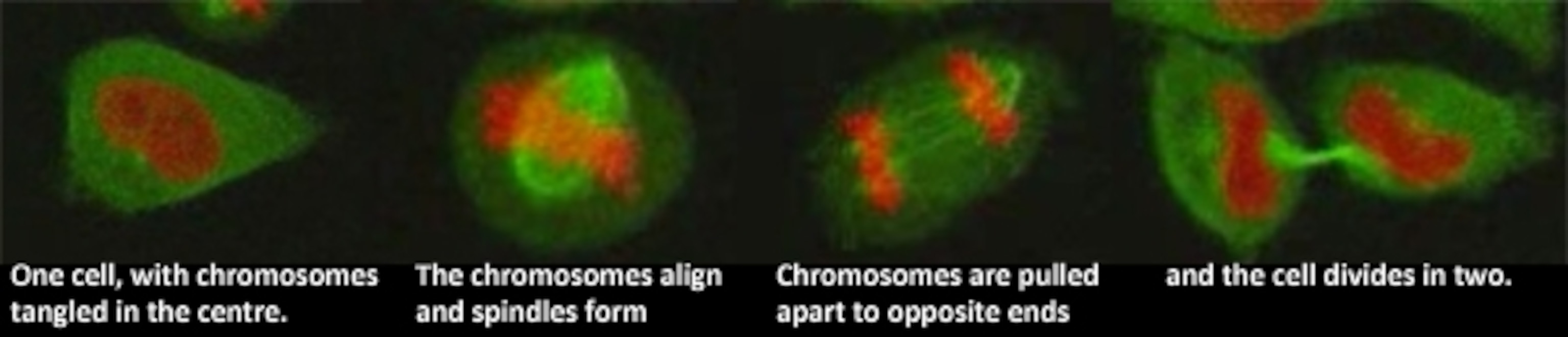 Movies of life show the dance of dividing cells | National Geographic