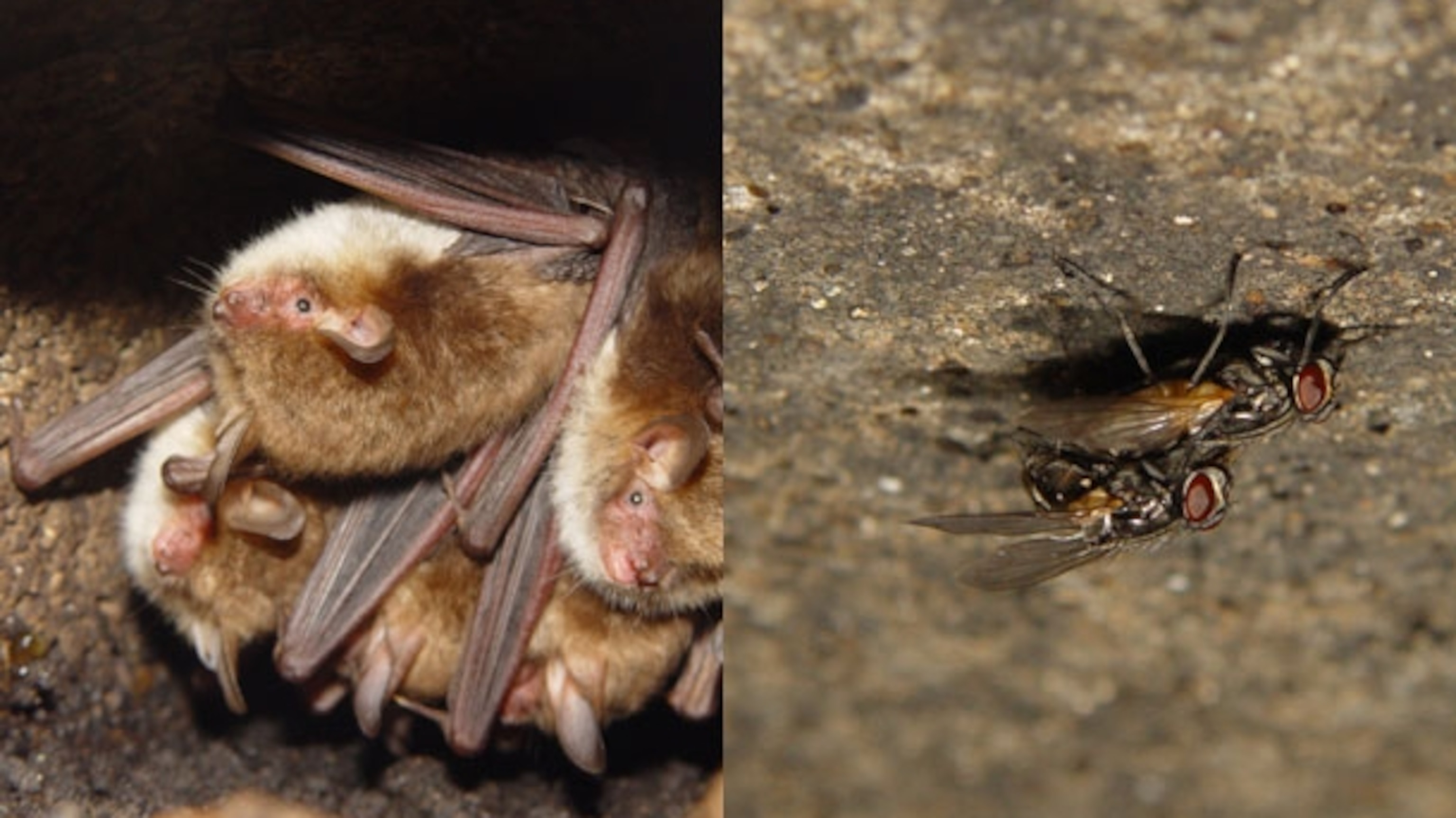 Noisy sex means death for flies if bats are listening
