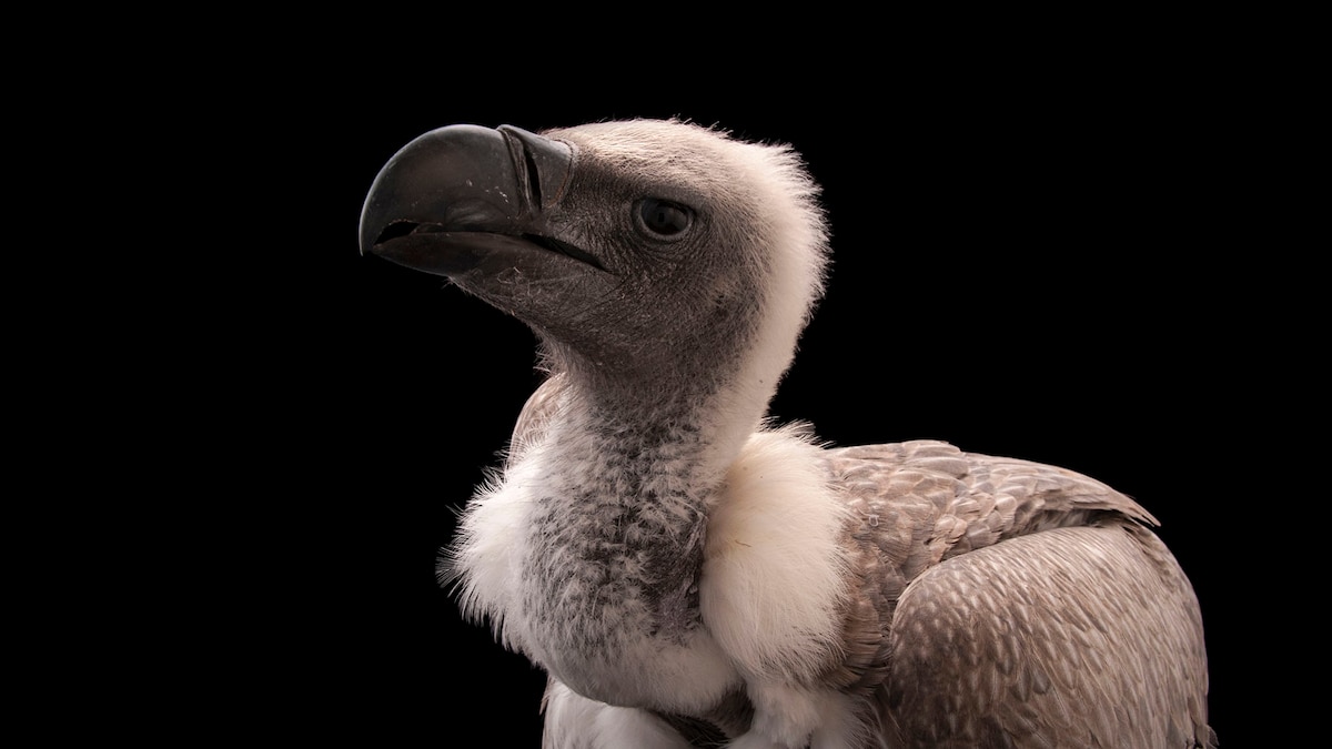 This Vulture Flew 1,000 Miles in Record-Breaking Flight Across Africa ...