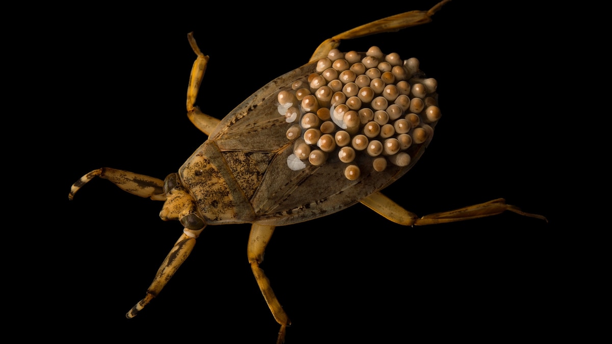 Meet the Single Dads of the Animal World | National Geographic