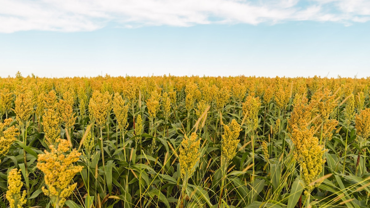 Saving the last of Nebraska's endangered salt marshes | National Geographic