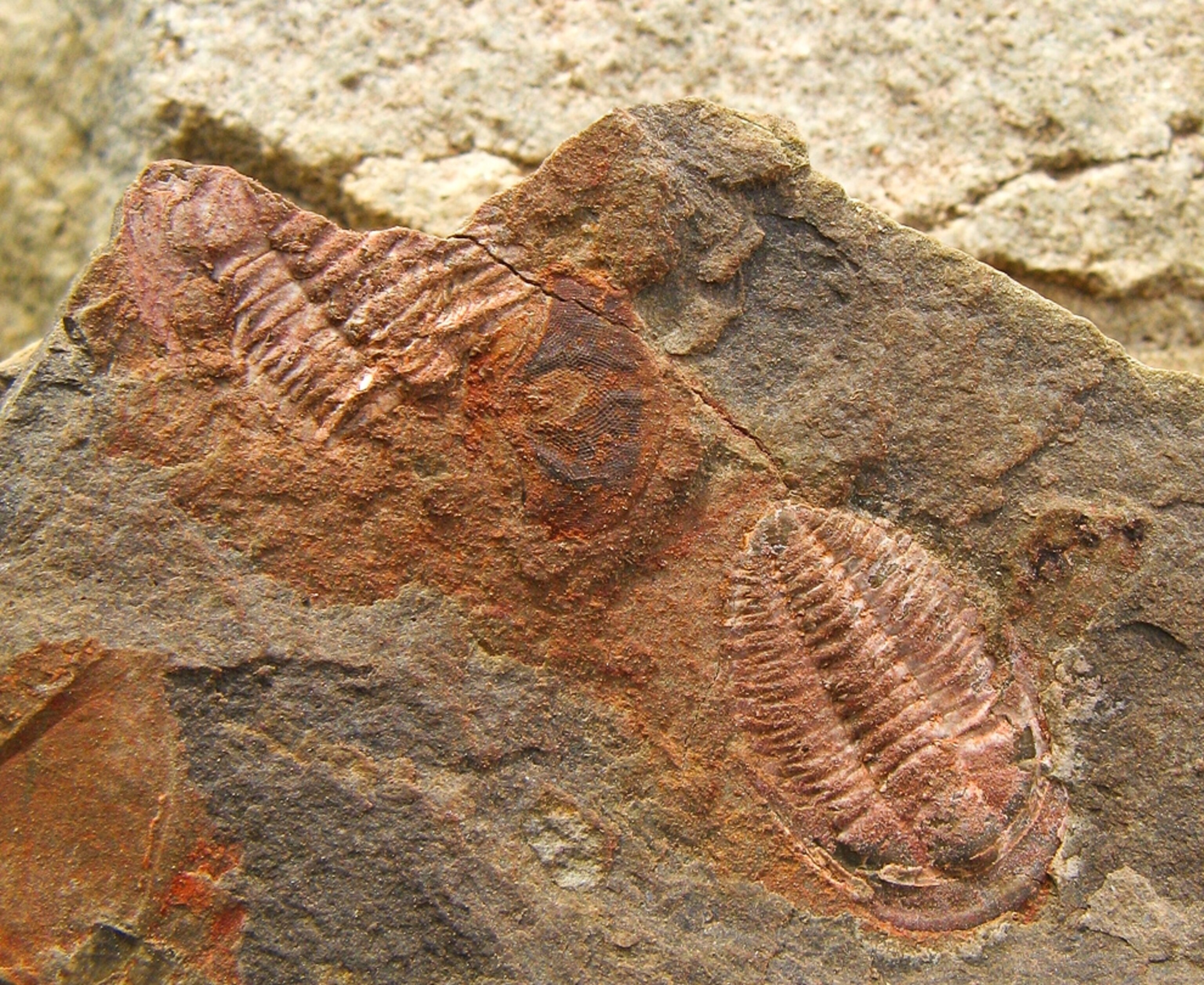 Pictures: Prehistoric Eyes Found—Surprisingly Advanced | National ...