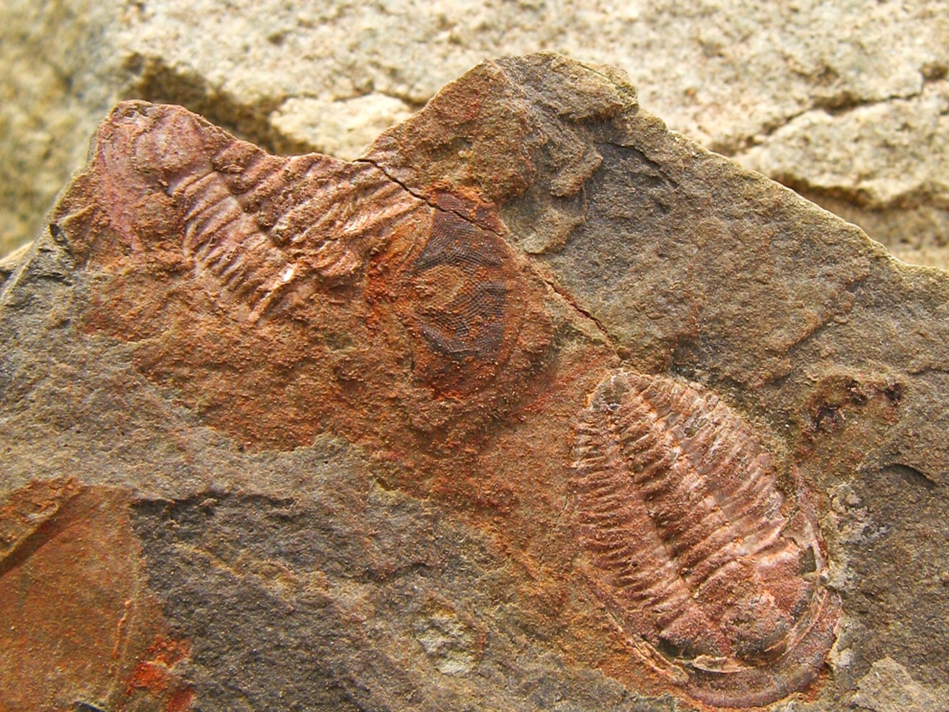 Pictures: Prehistoric Eyes Found—Surprisingly Advanced