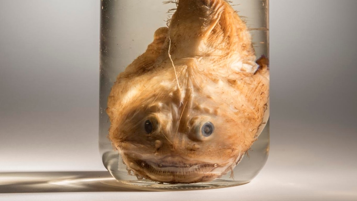 These surreal jarred fish tell an urgent story of extinction | National ...