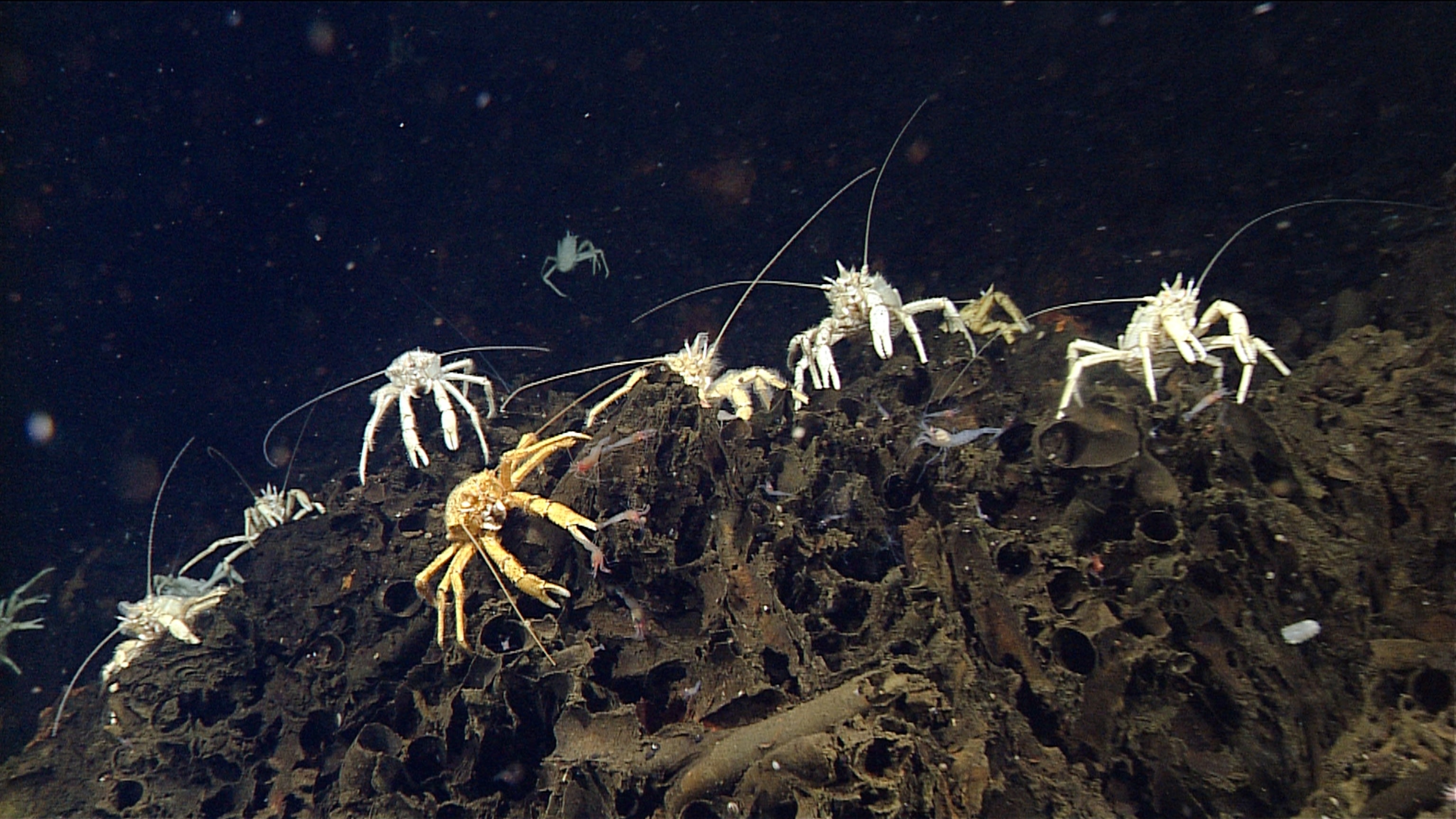 Photos: Volcanic Vents, Crawling With Creatures, Found in Mexico Sea ...