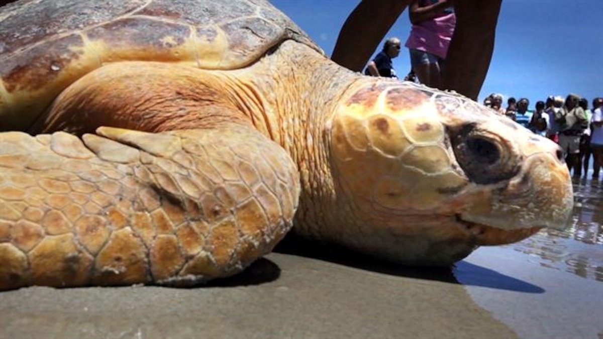 Video: Injured Sea Turtles Get Healthy in Rehab | National Geographic