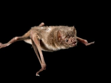 Common vampire bat, facts and photos