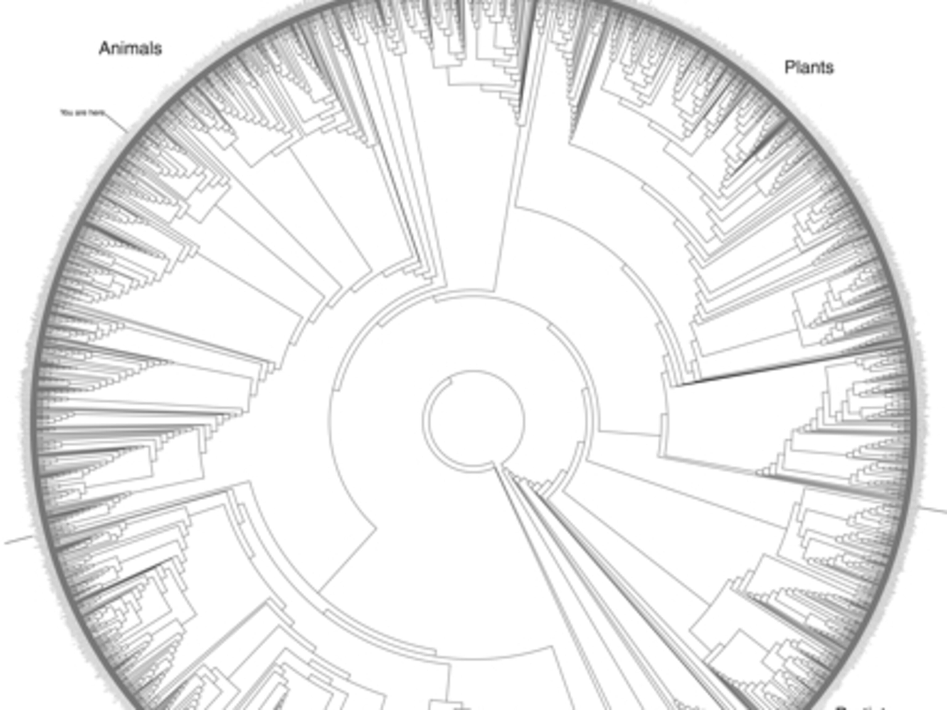 Phylogenetic Tree Of Life Poster