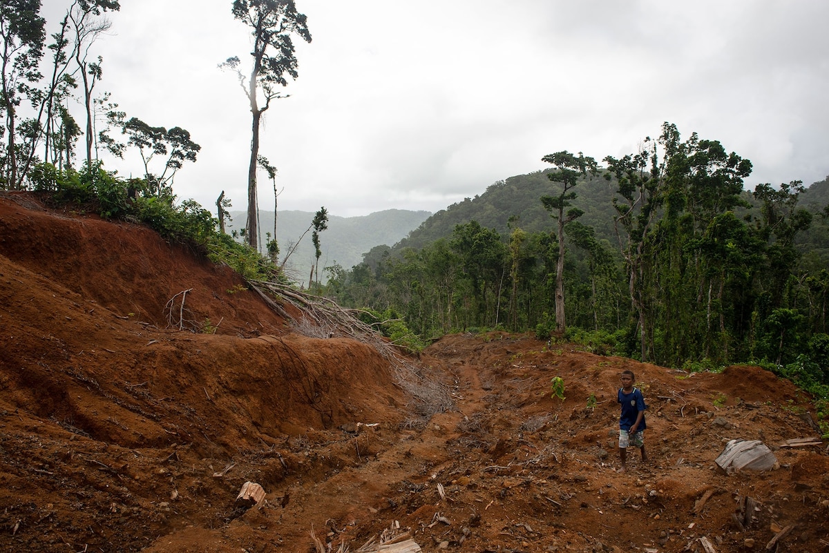 Logging is ripping apart the Solomon Islands. One man is fighting back.