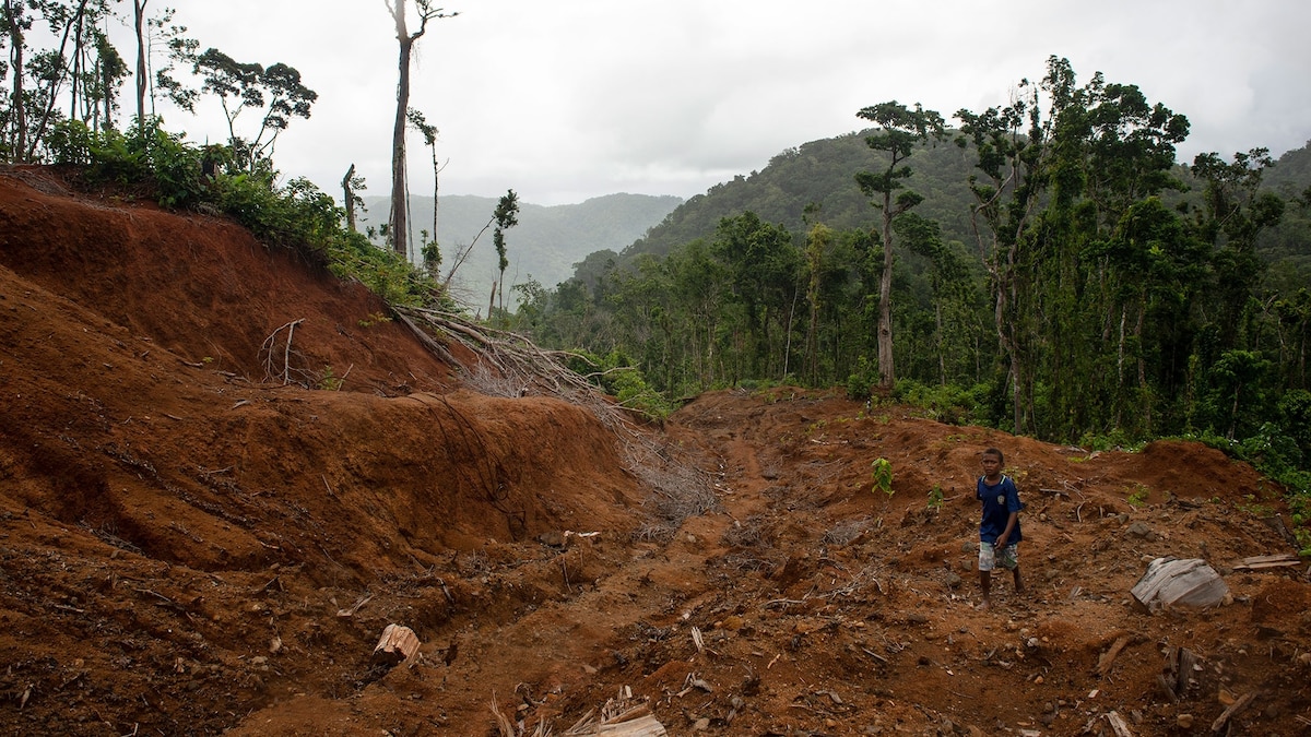 Logging is ripping apart the Solomon Islands. One man is fighting back ...
