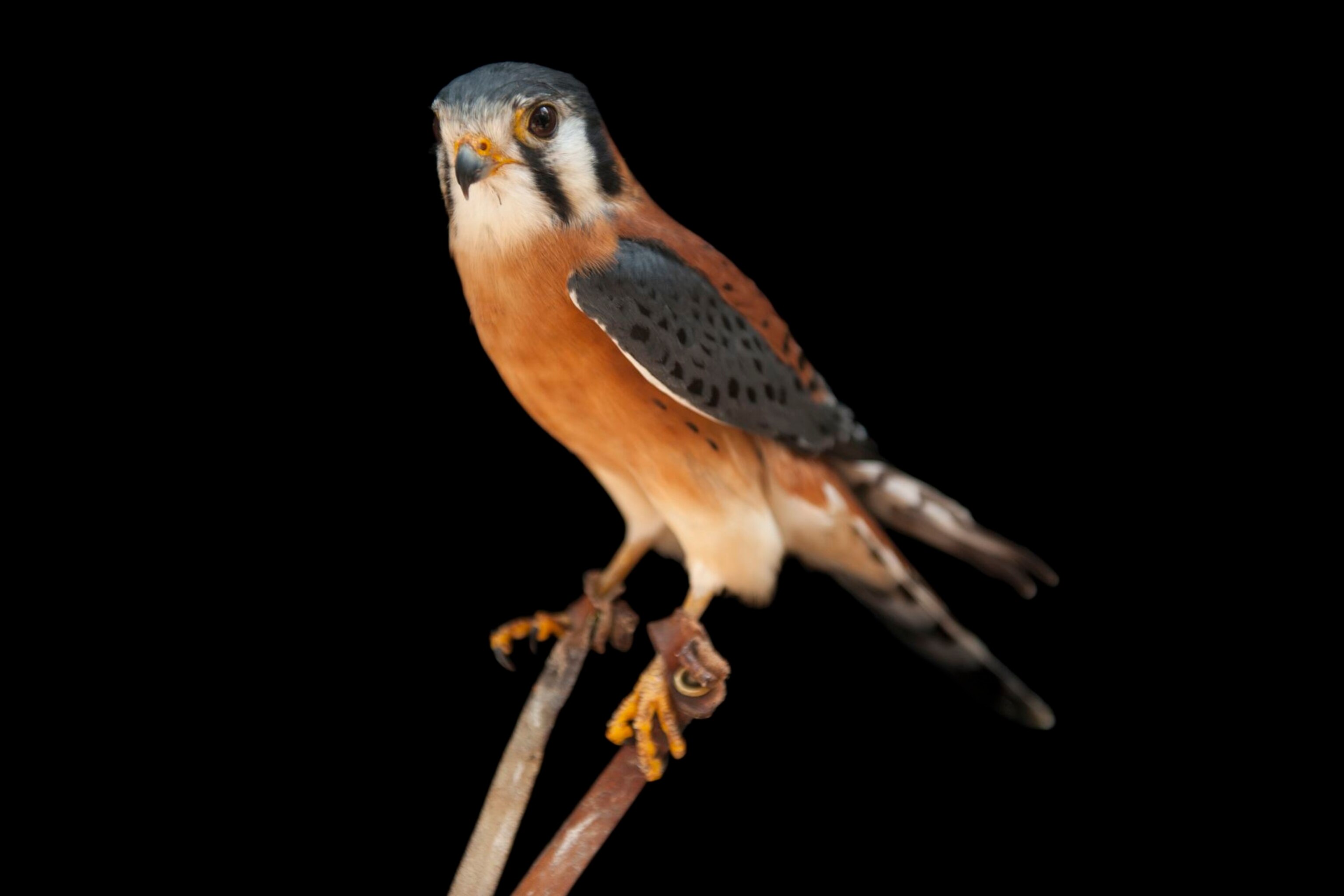 American Kestrel Male And Female