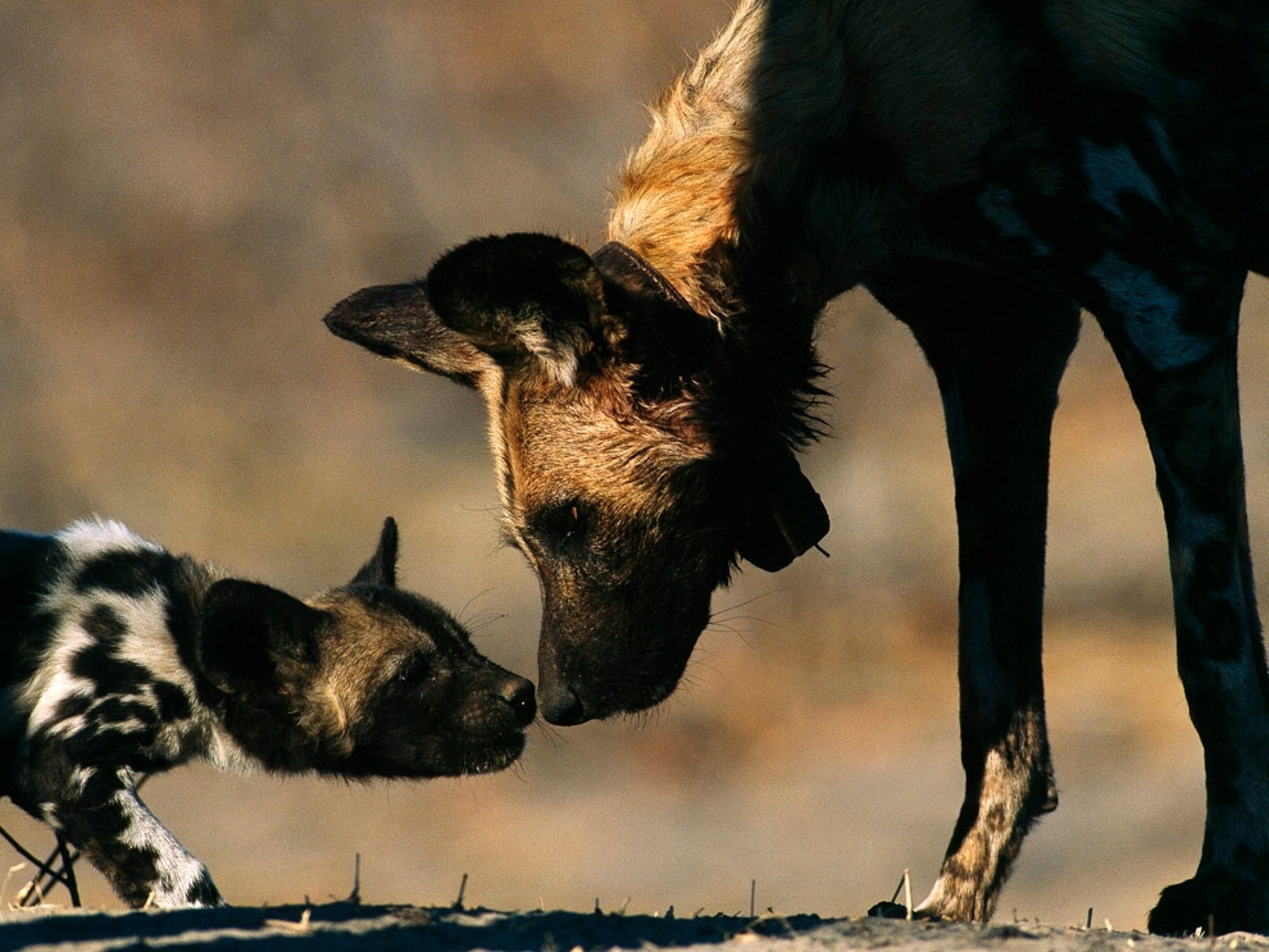 Wild Dog Pictures - National Geographic