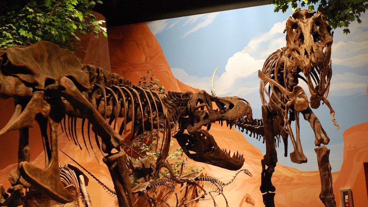 Time to Slay the T. rex Scavenger “Debate” | National Geographic