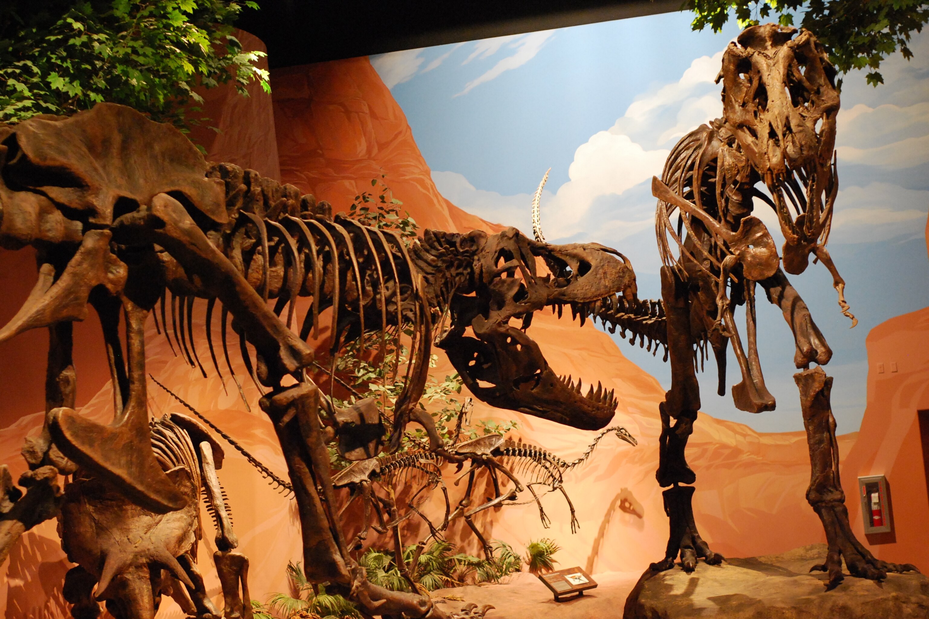 Time to Slay the T. rex Scavenger “Debate”