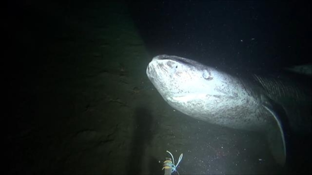 Rare Greenland Shark Video From Canadian Arctic Ocean