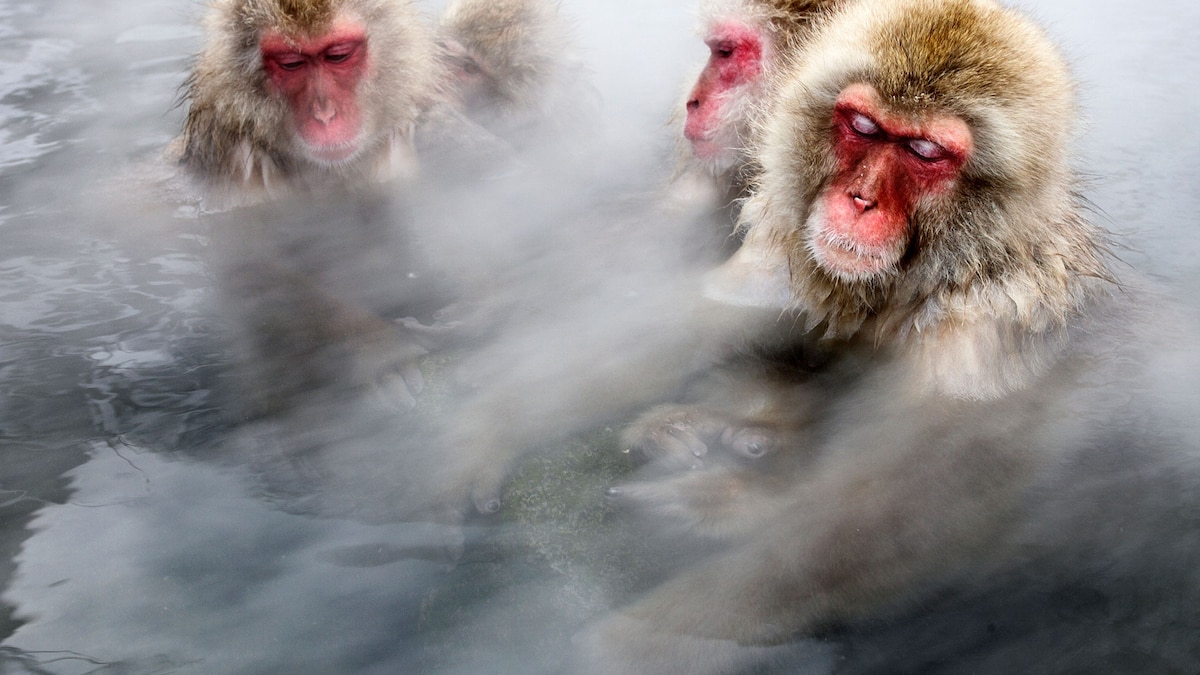 Japanese Snow Monkeys Get Stress Relief, Warmth in Hot Springs ...