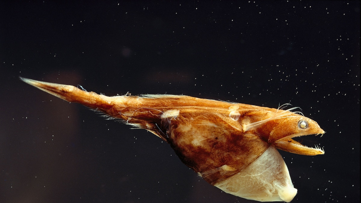 This deep-sea fish's expandable stomach can hold huge meals