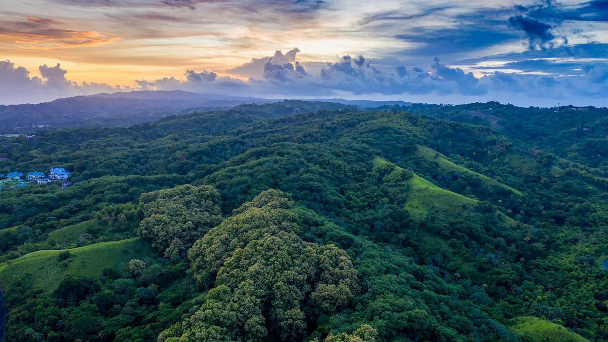 Fiery blooms and dancing birds: Tobago’s jungles are full of life ...