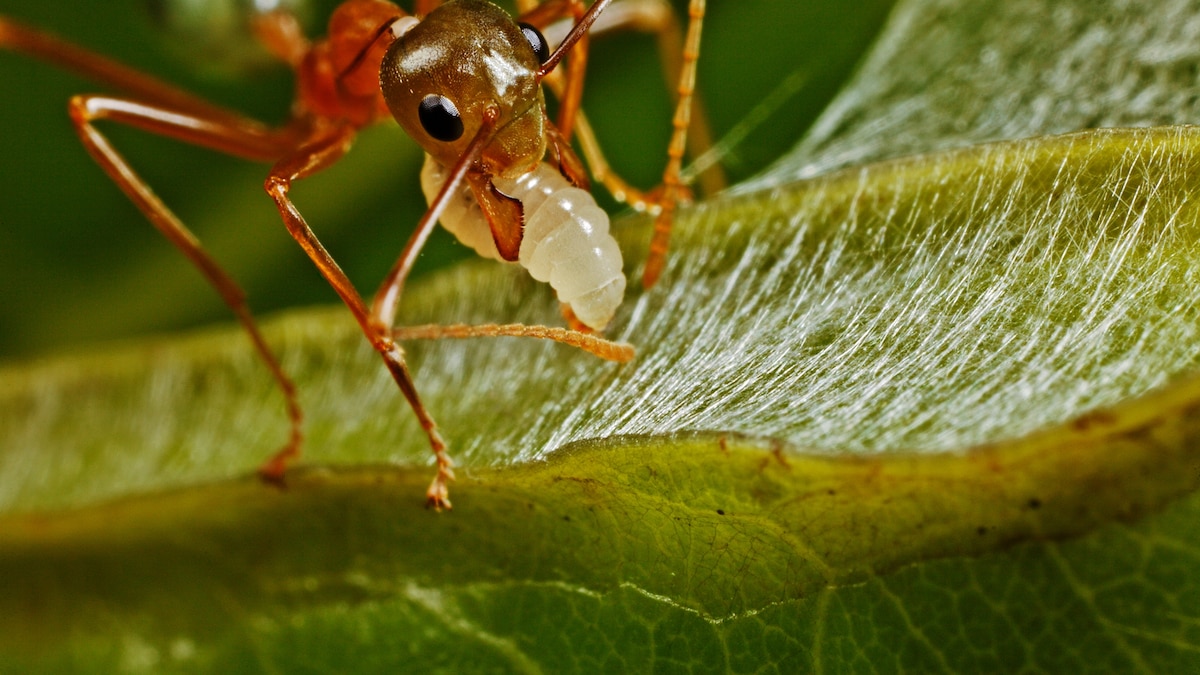Sisterhood of Weavers | National Geographic