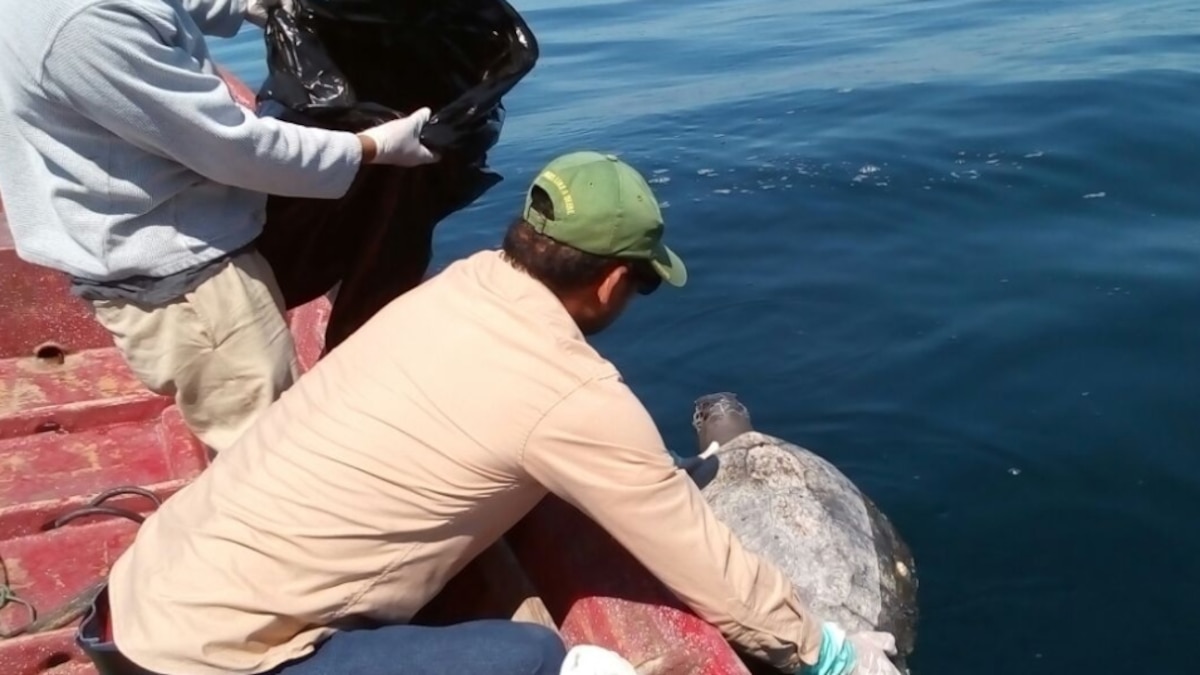 Hundreds of Sea Turtles Found Dead | National Geographic