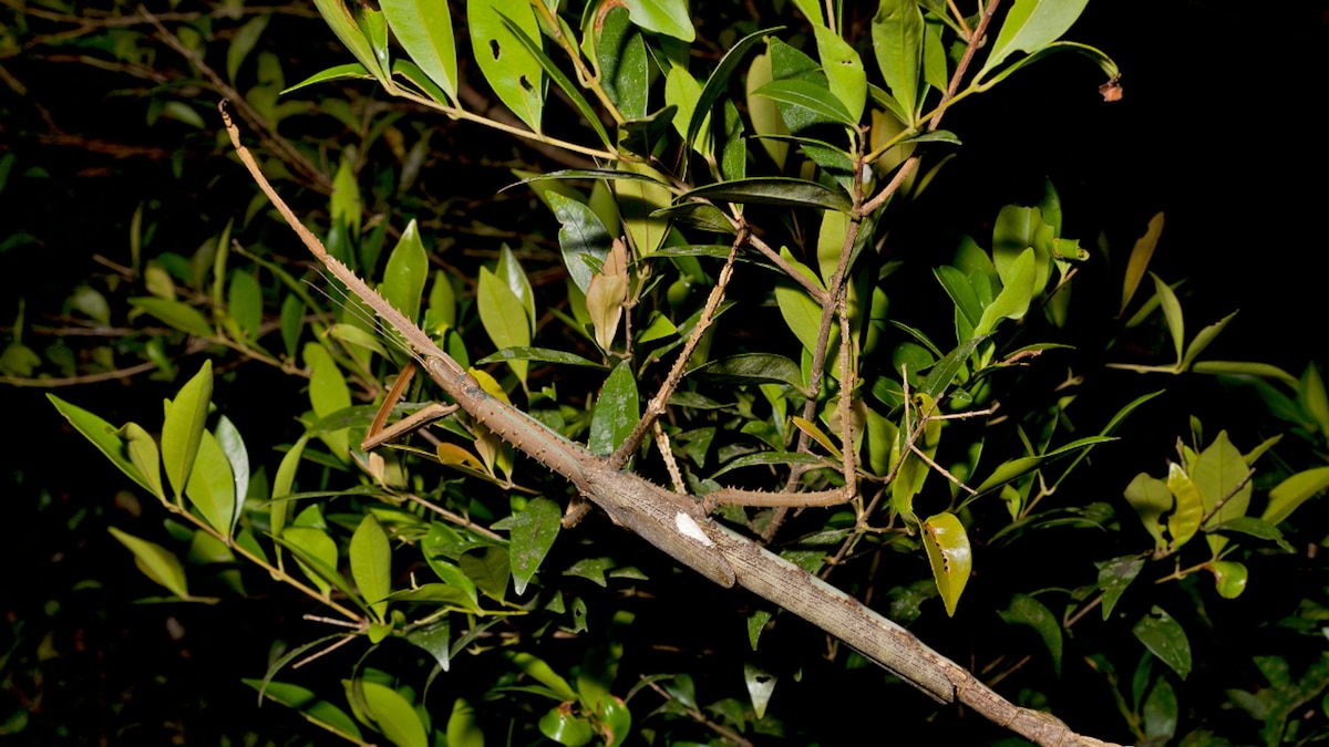 This colossal stick bug is real. How many more monster insects are out ...