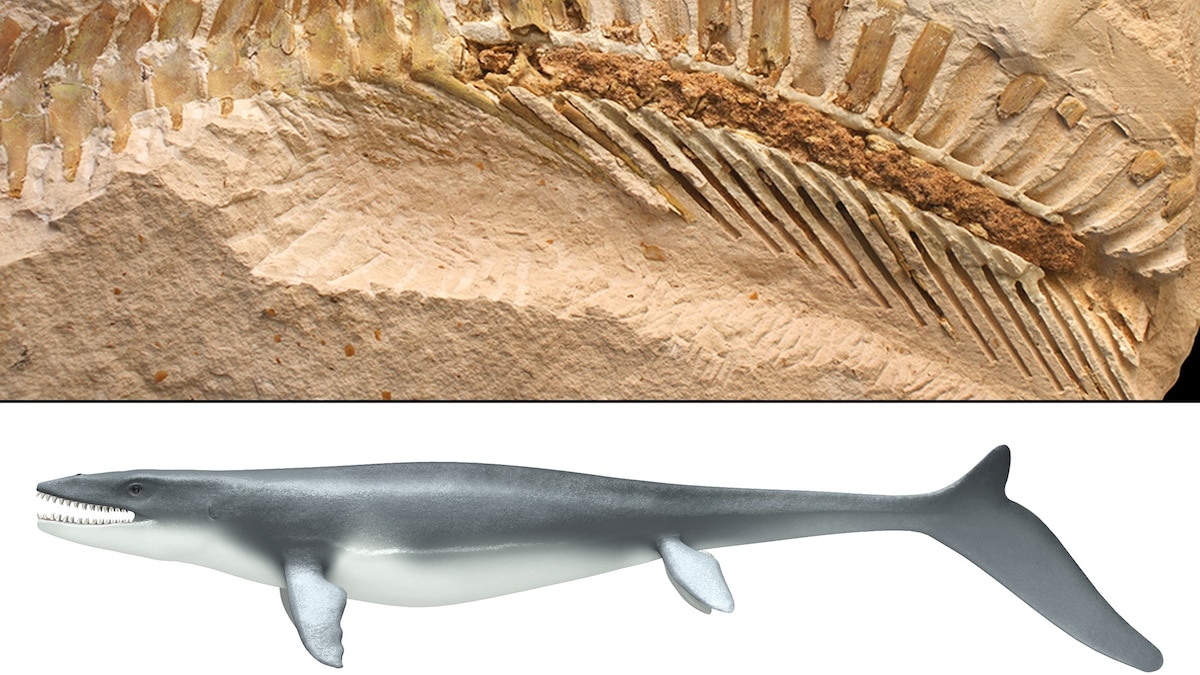Shark-like Tails Sped Ancient Sea Monsters Through Oceans | National ...