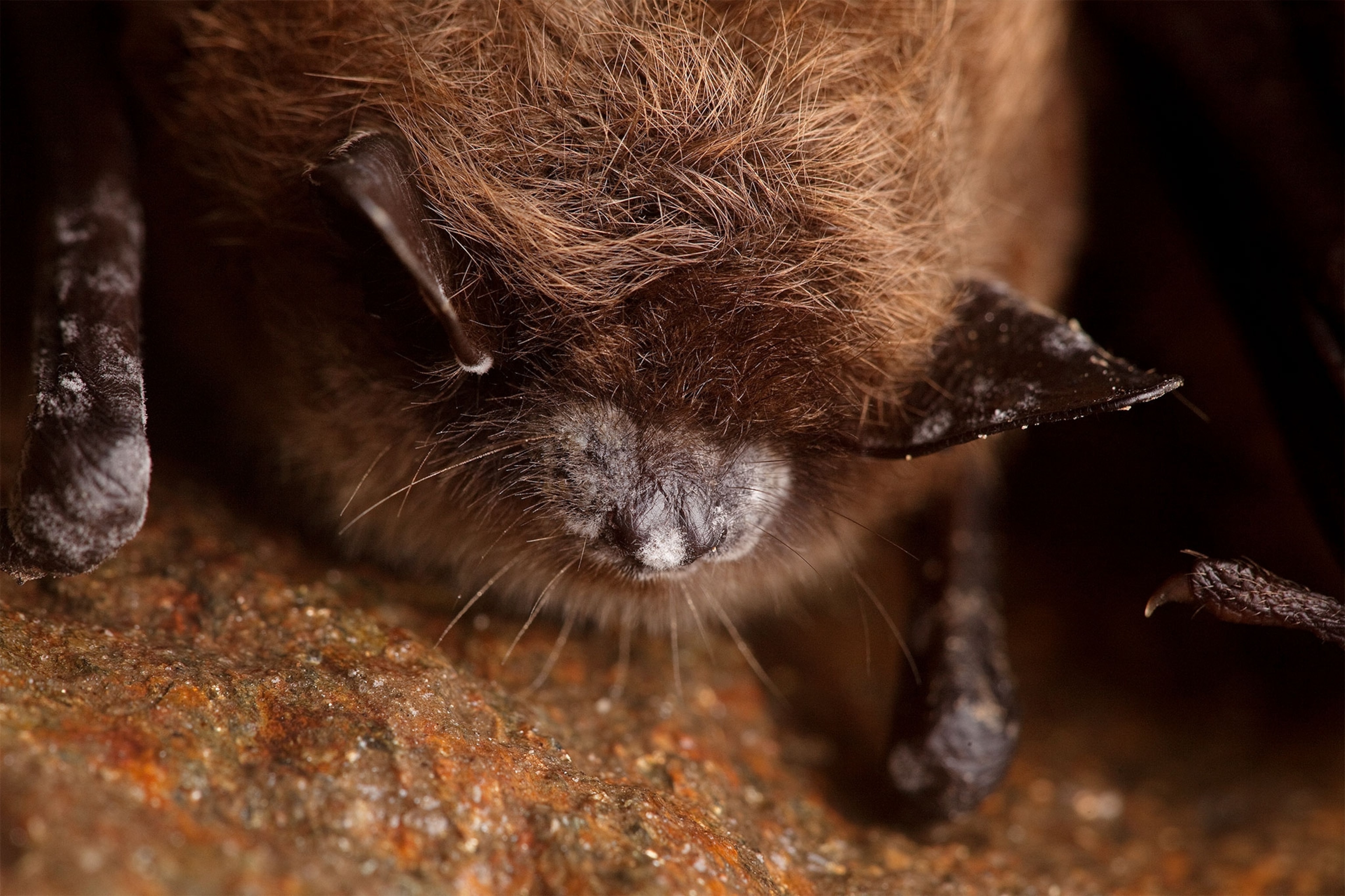 How UV Light Might Help in the Fight Against Bat-Killing White-Nose ...